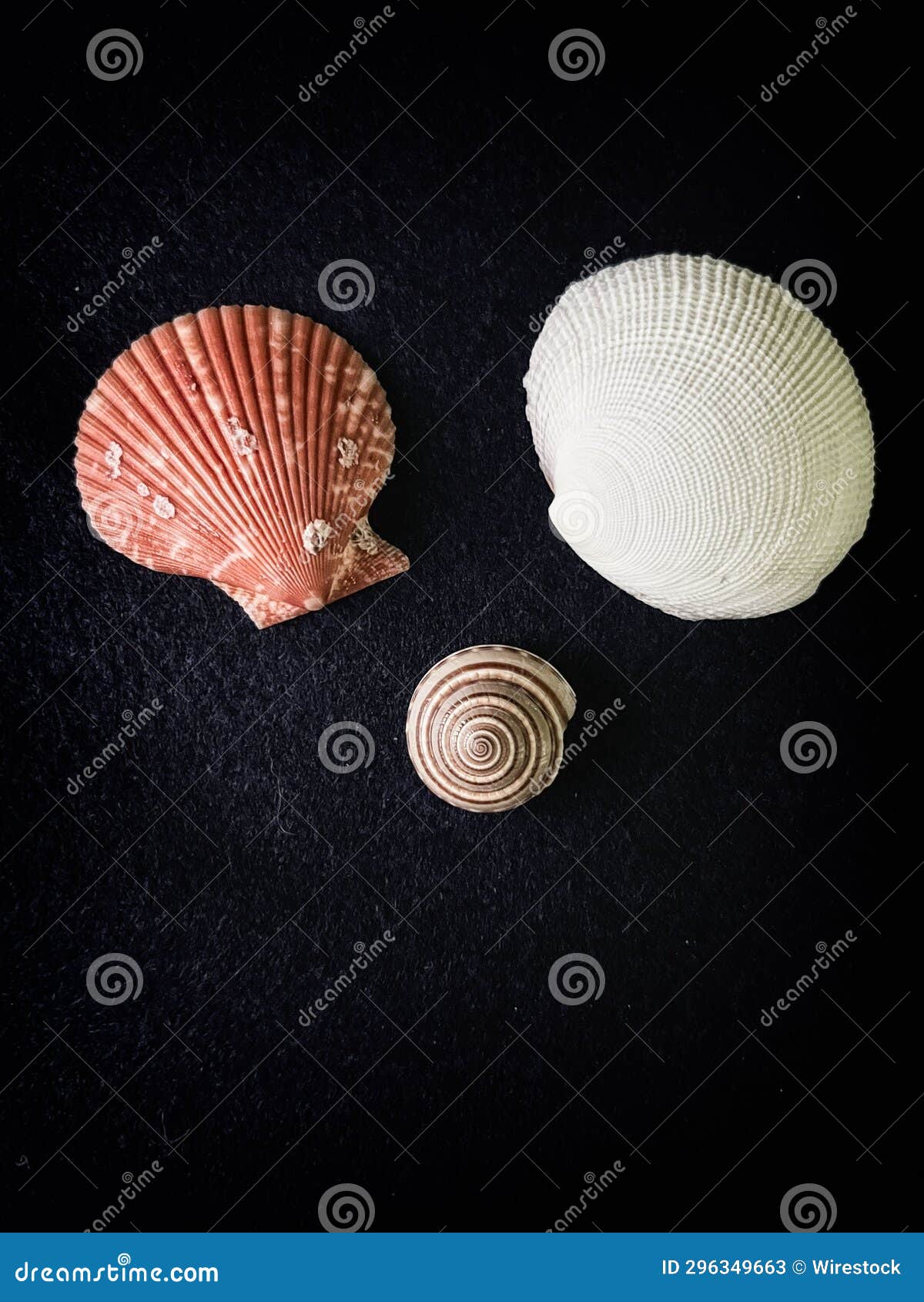 Two Small Shells and a Large Shell on a Black Background Stock ...