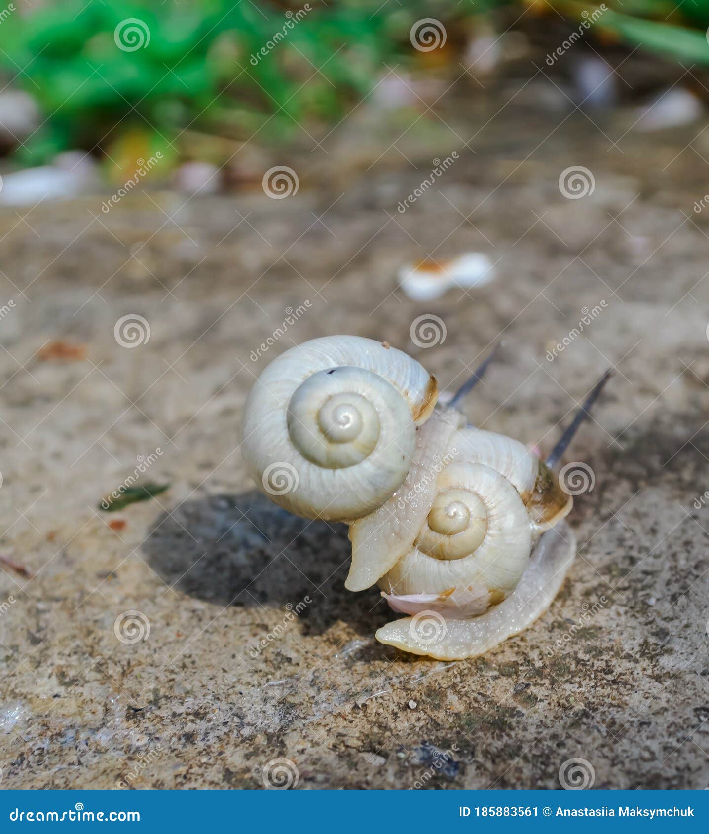 Two Small Snails with Beautiful Shells. Stock Image - Image of flora ...