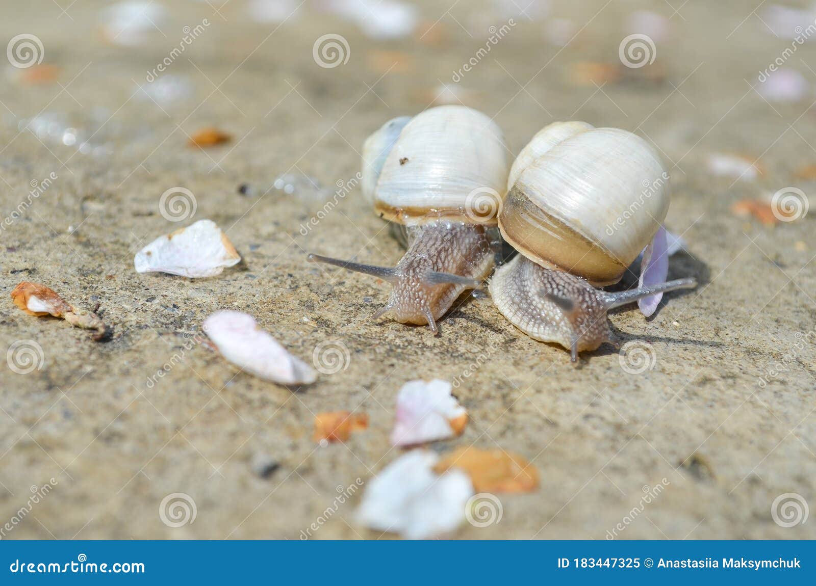 Two Small Snails with Beautiful Shells. Stock Image - Image of green ...