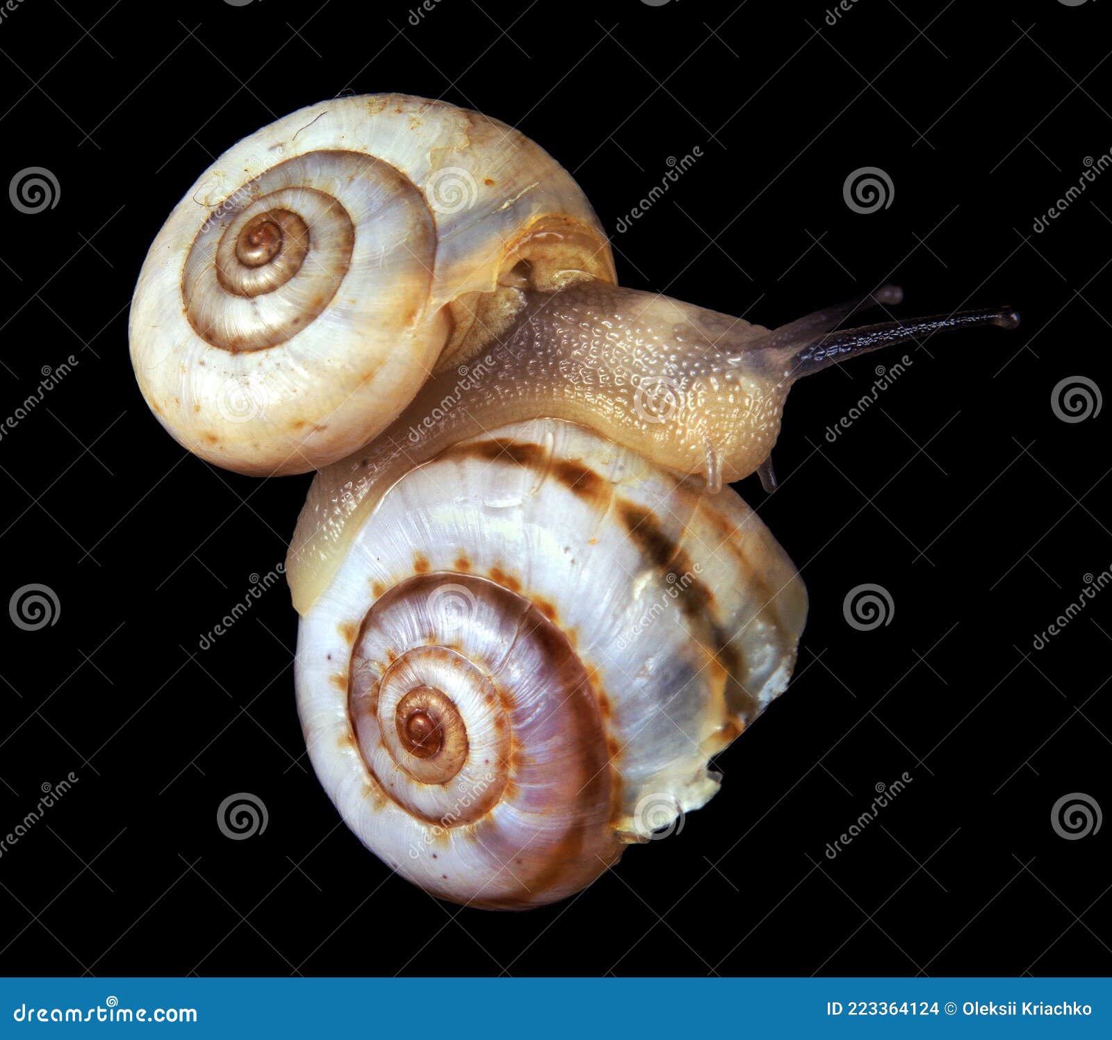 Two small snails isolated stock photo. Image of small - 223364124