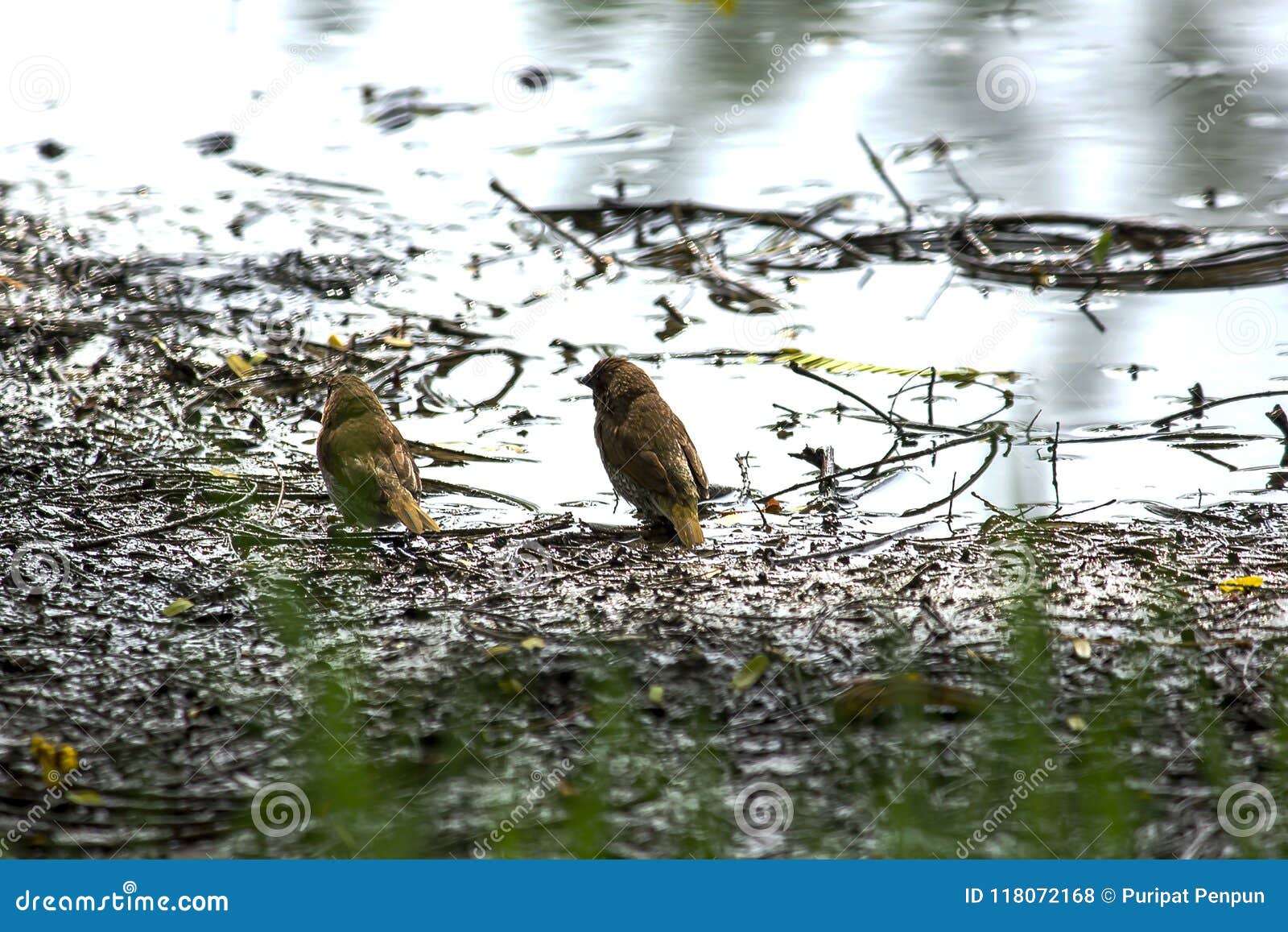 Sparrow Standing in the Water in the Park. Stock Photo - Image of ...