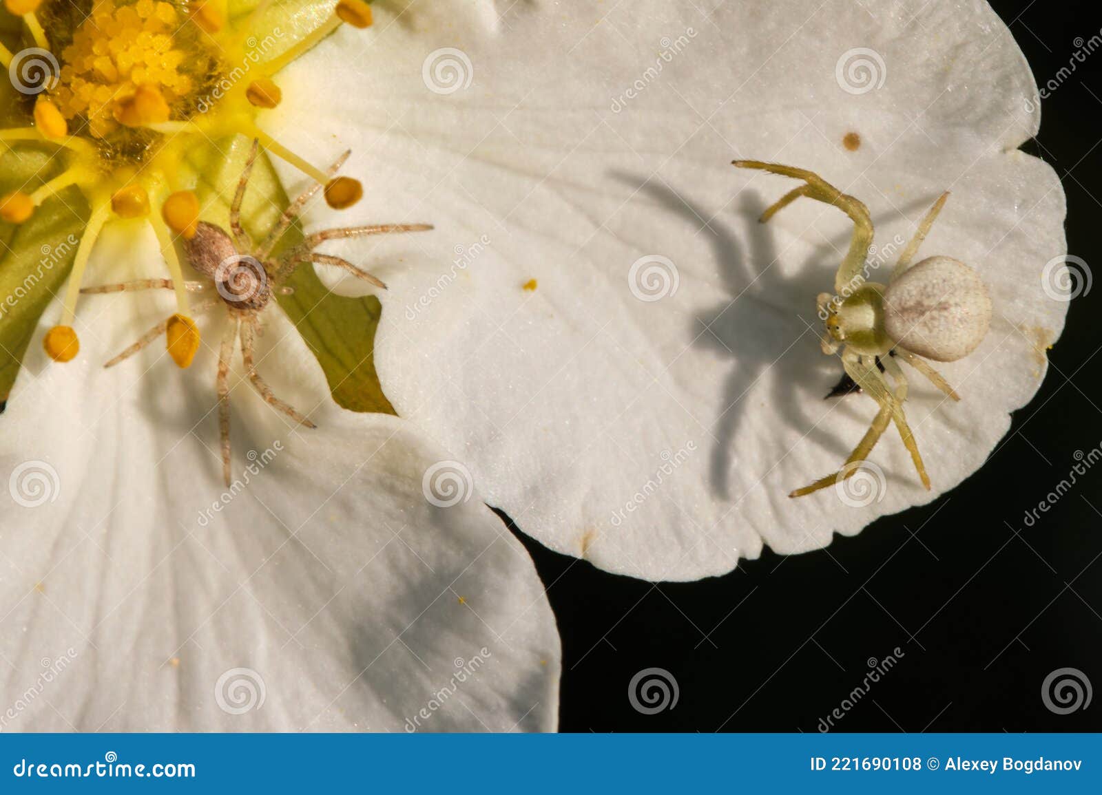 Two Small Spiders on the White Flower in the Garden - Macro Photo Stock ...