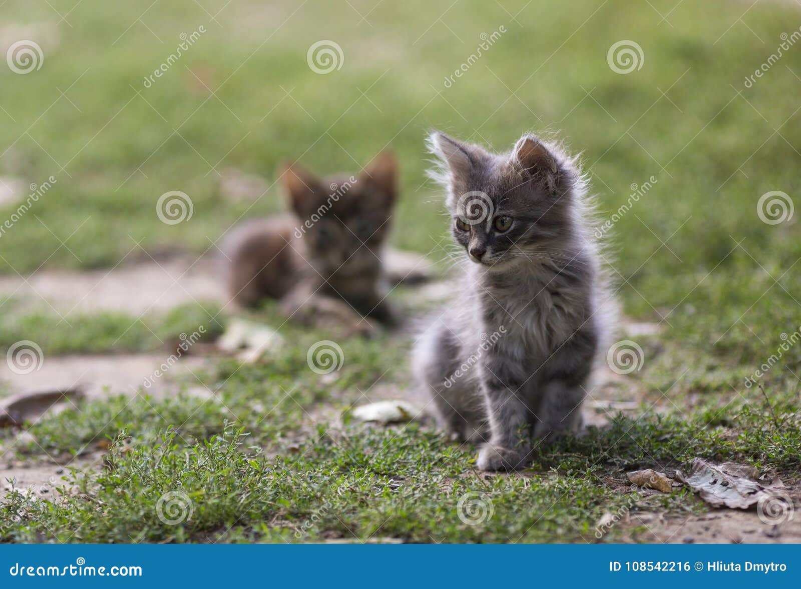 Two Small Striped Gray Kittens Sitting on a Sunny Day in Backlight ...