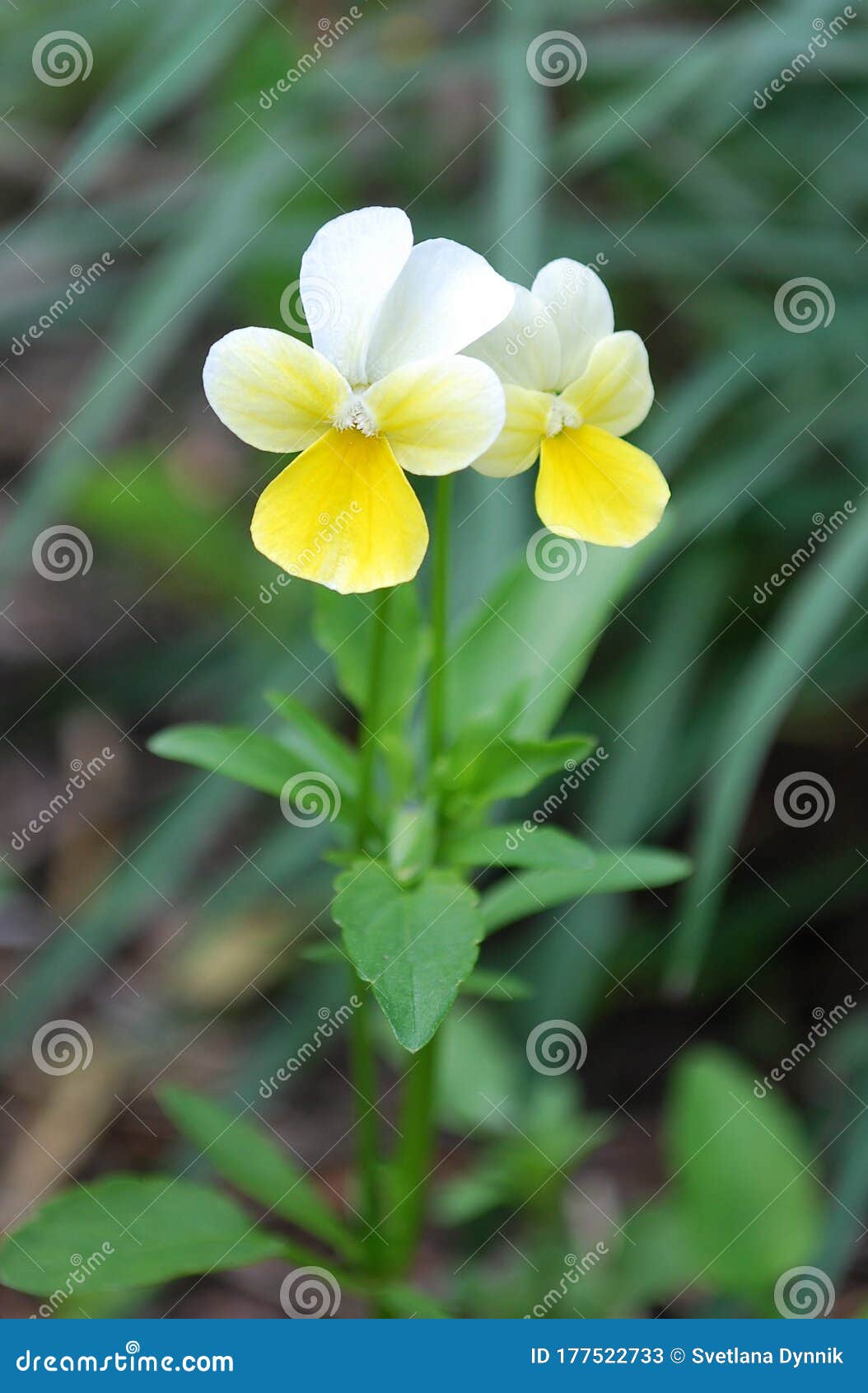 Two Small Tender Violets Bloom in the Meadow Stock Image - Image of ...