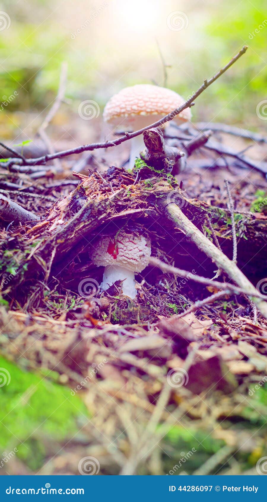 Two small toadstools stock image. Image of fall, toadstools - 44286097