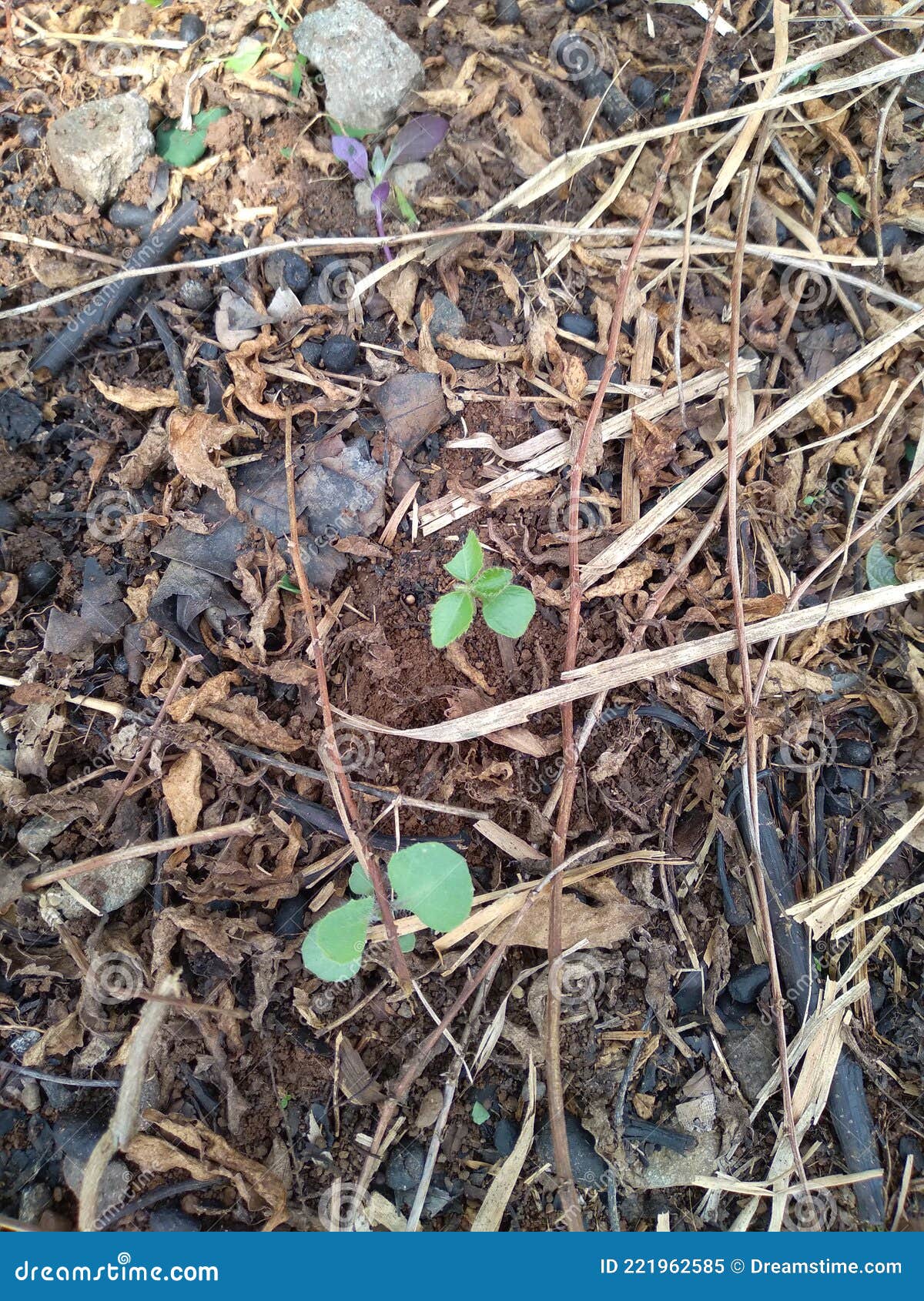 Two small trees stock image. Image of small, trees, tree - 221962585