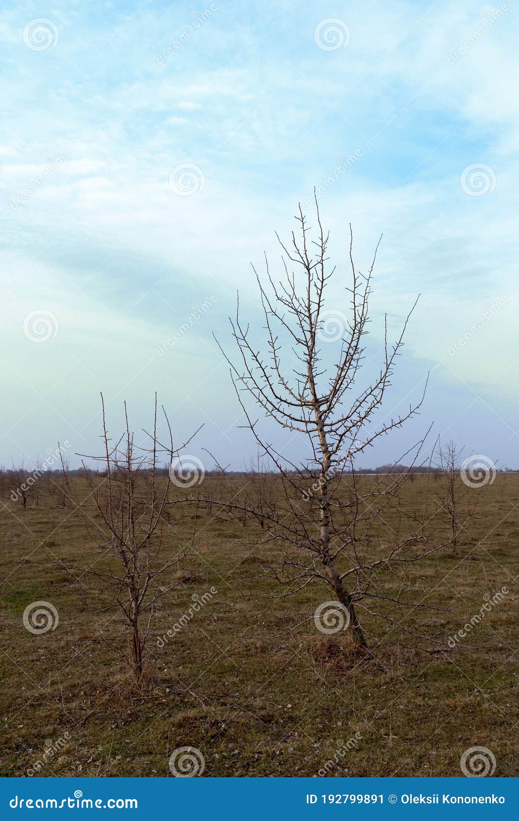 Two Small Trees in the Evening Steppe. Autumn Landscape Stock Image ...