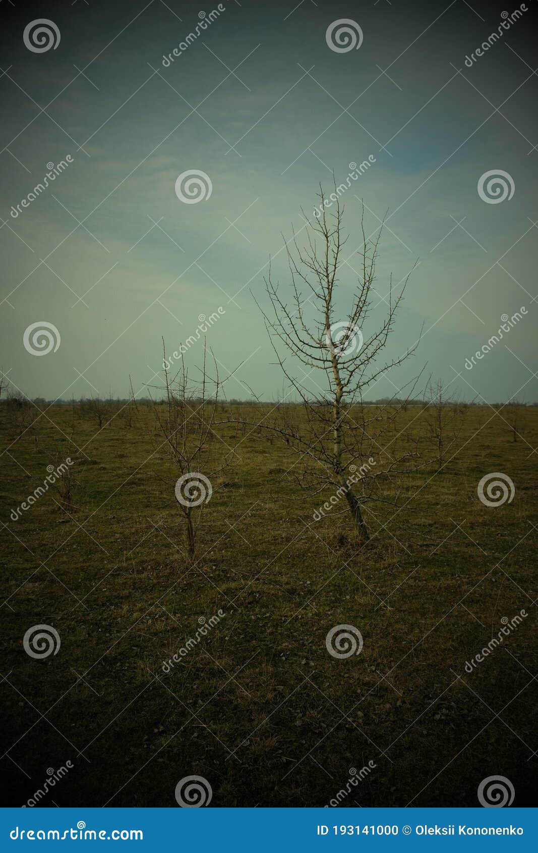 Two Small Trees in the Evening Steppe. Autumn Landscape, Vignette Stock ...