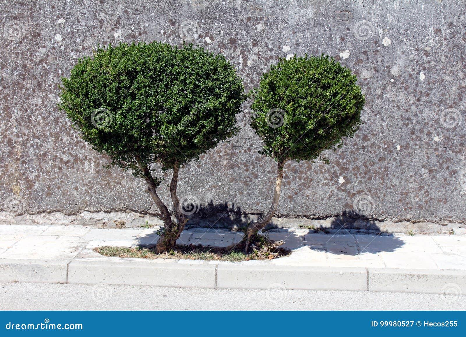 Two Small Trees Growing from Small Patch of Land Inside Stone Sidewalk ...