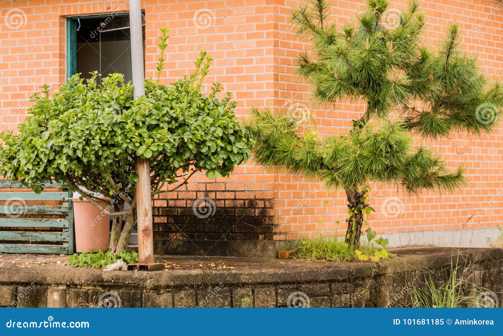 Two Small Trees N Front of Old Red Brick Building Stock Image - Image ...