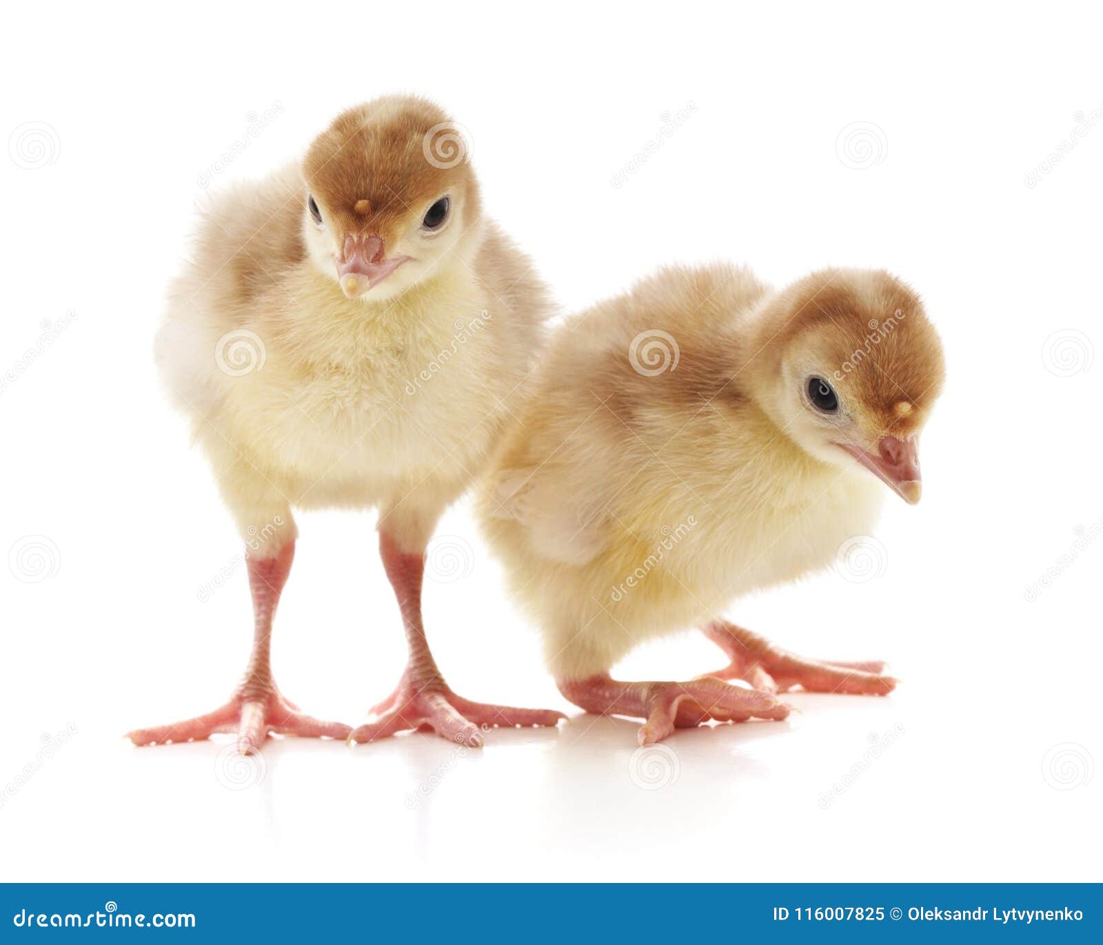 Two small turkeys. stock image. Image of small, brown - 116007825