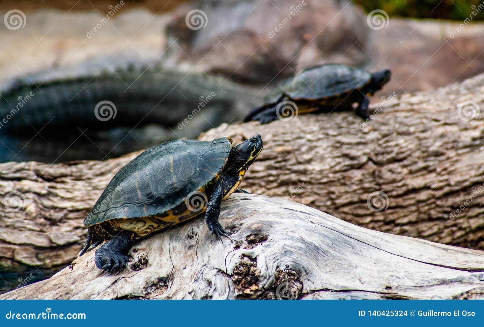 Two Small Turtles Goes Over a Rock Stock Photo - Image of ancients ...