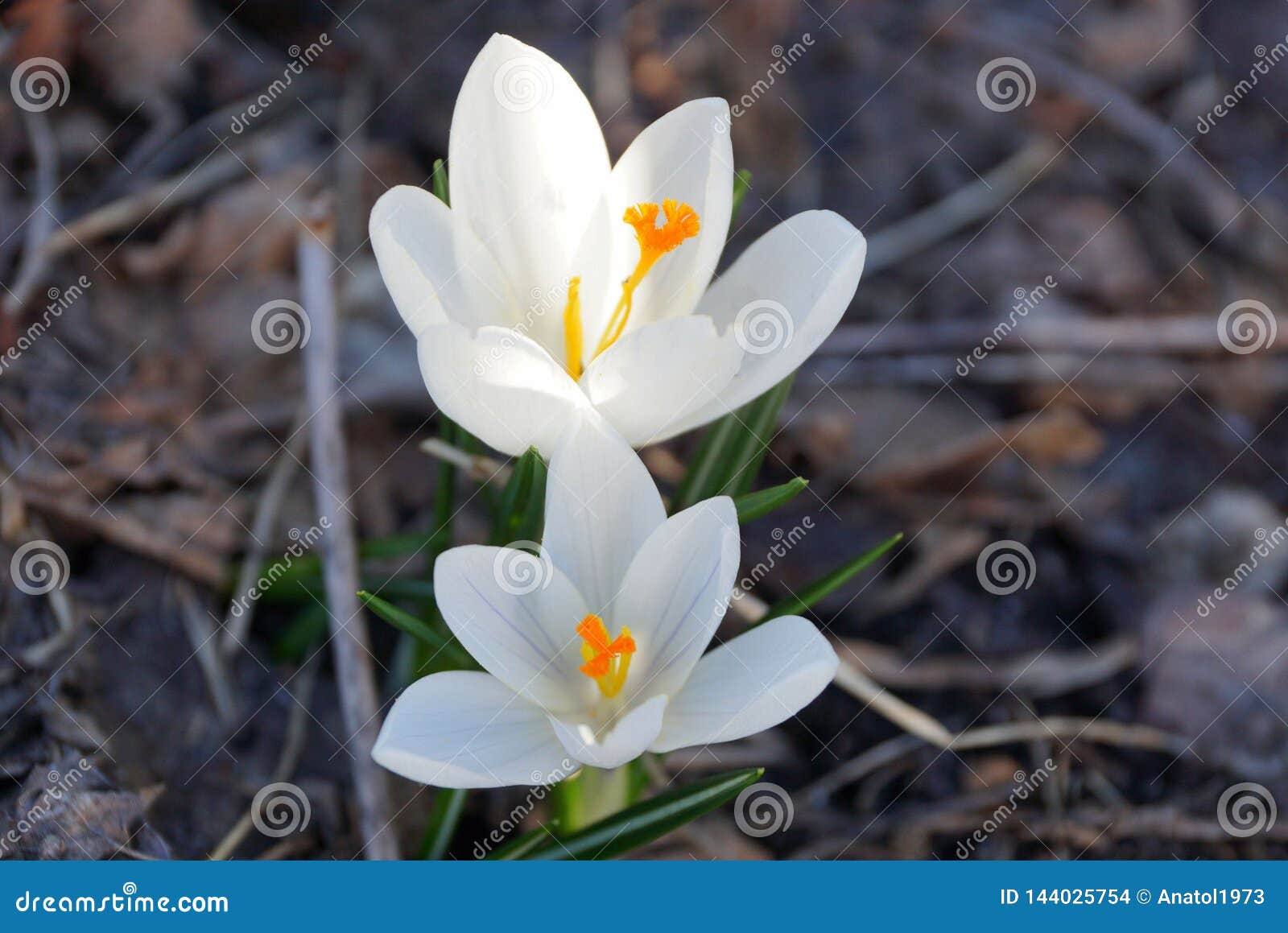 Two Small White Crocus Flowers Outdoors in the Garden Stock Photo ...