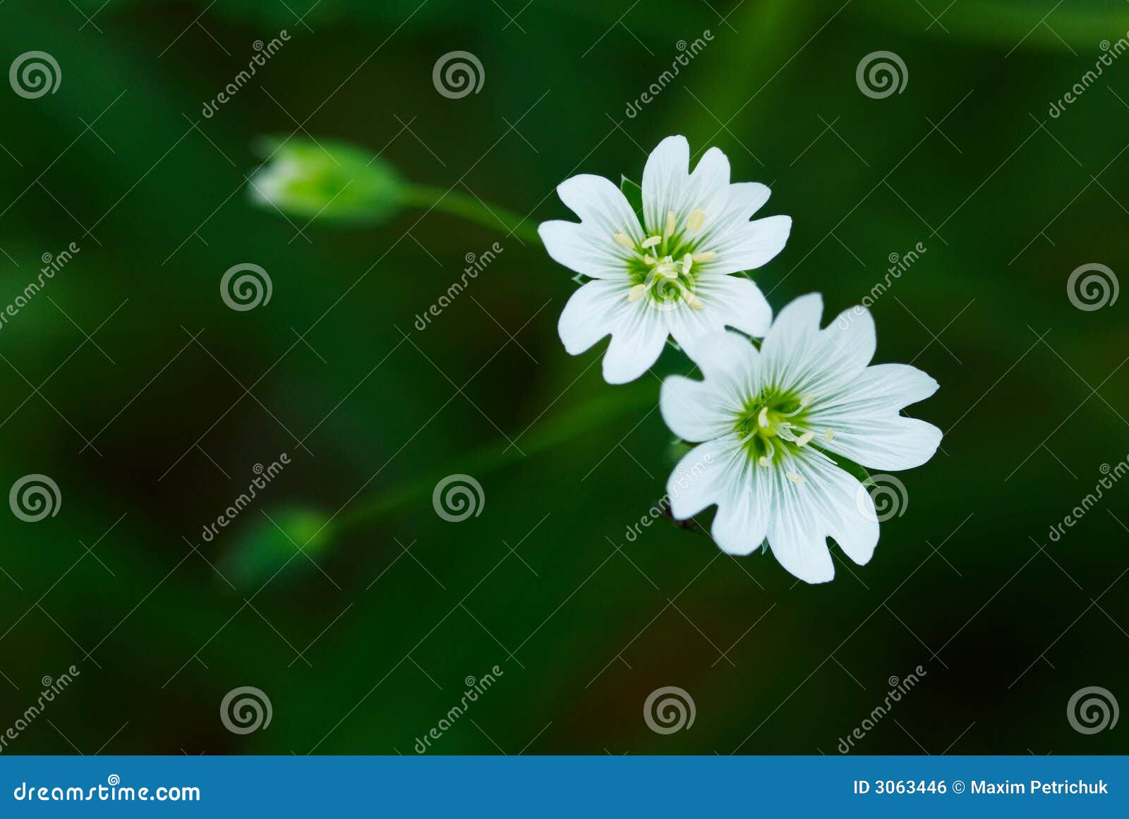 Two Small Wild White Flower Stock Photo - Image of plant, fragrance ...