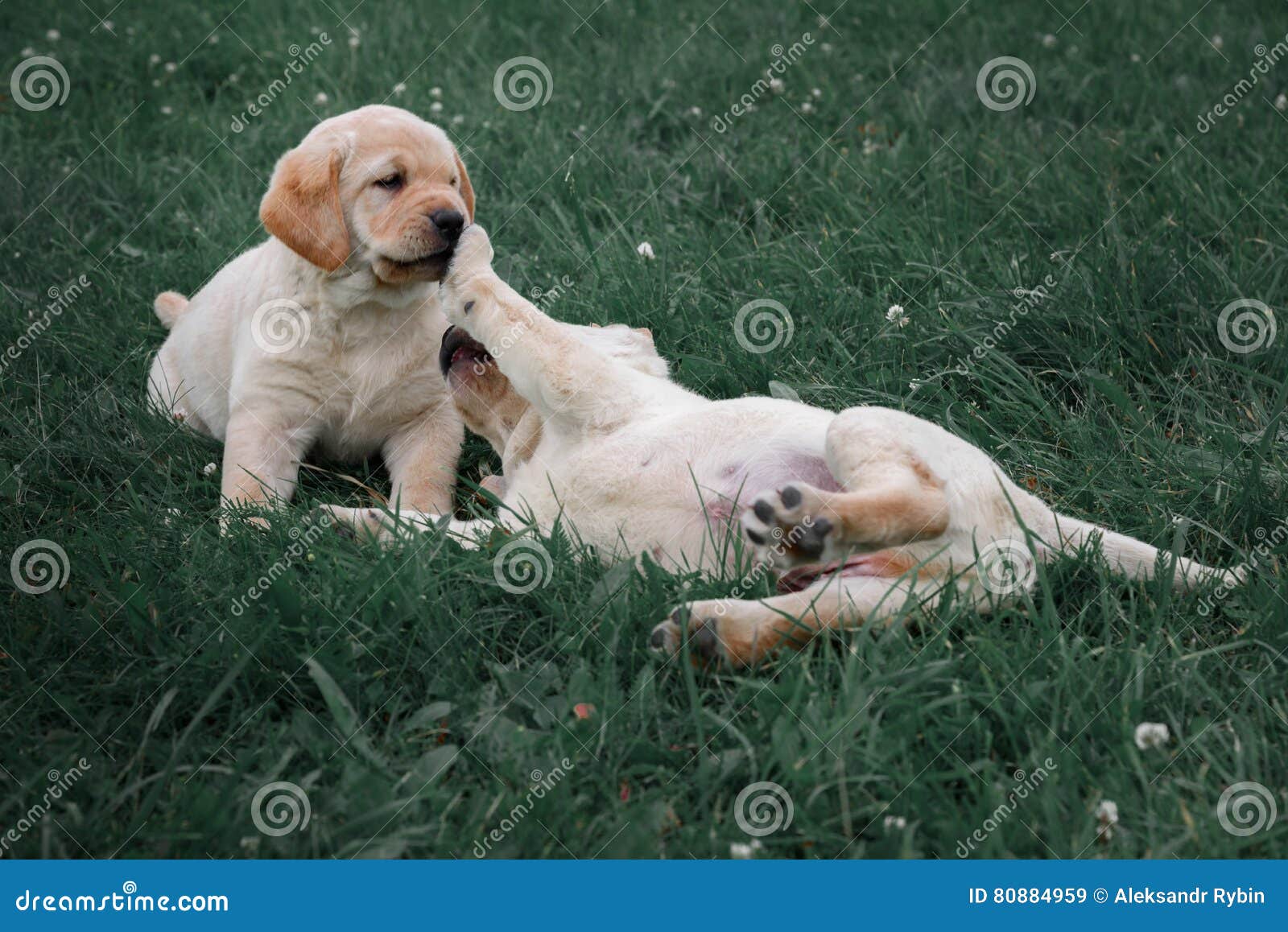 Two Small Yellow Labrador Puppy Play on Green Grass Stock Image - Image ...