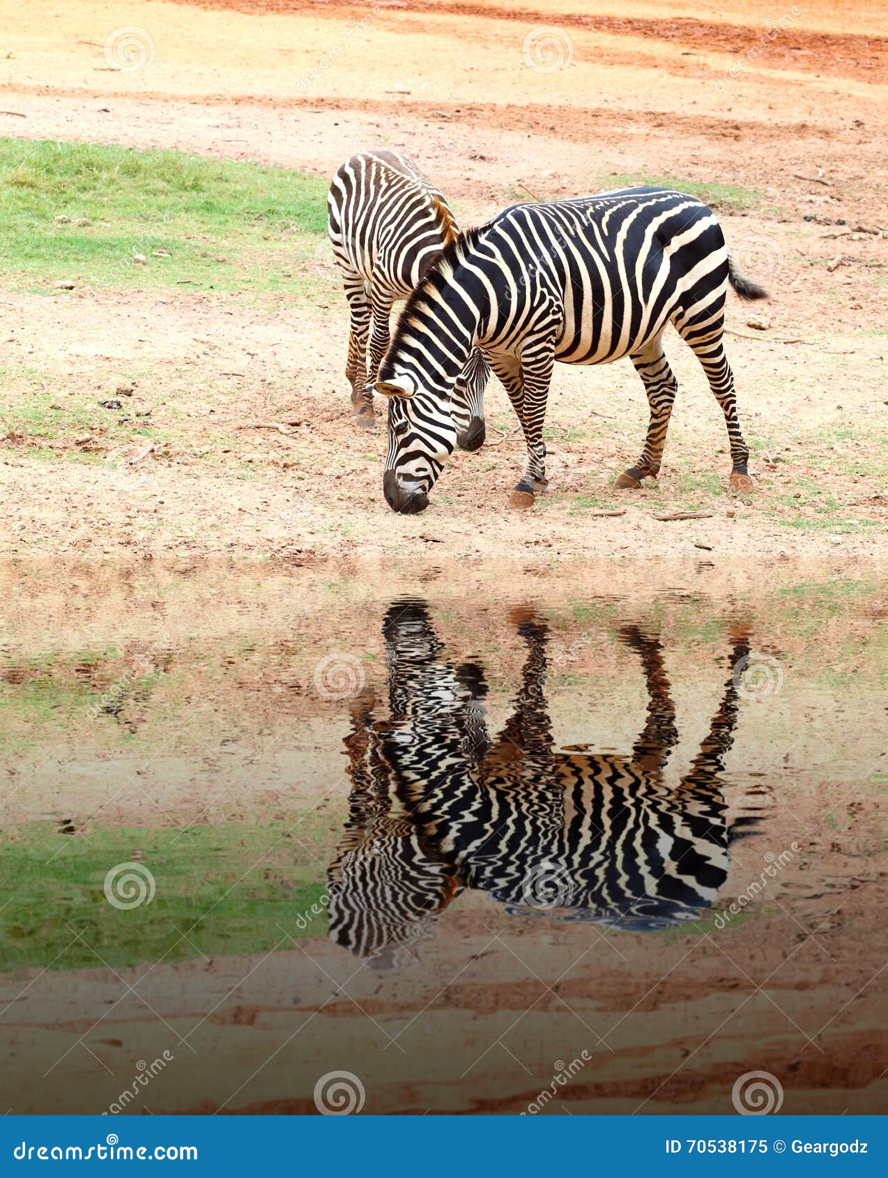 Two Small Zebra Eating Grass with Water Reflection Stock Image - Image ...