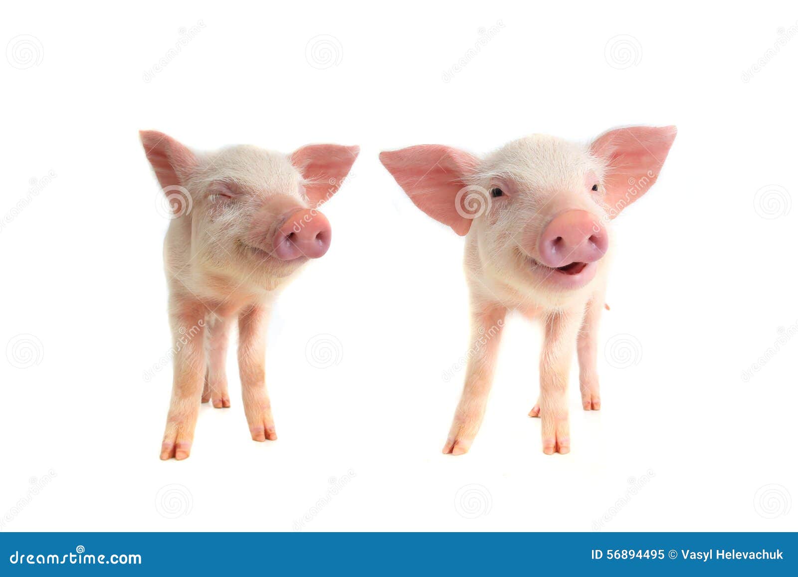 Two smile pig stock image. Image of piglet, profile, meat - 56894495