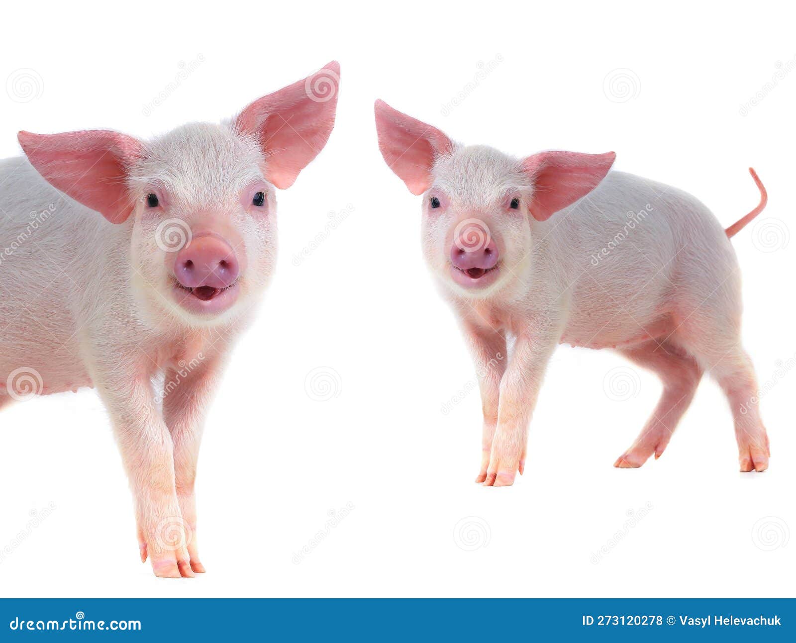 Two Smiling Pig Isolated on White Stock Photo - Image of mumps, smile ...