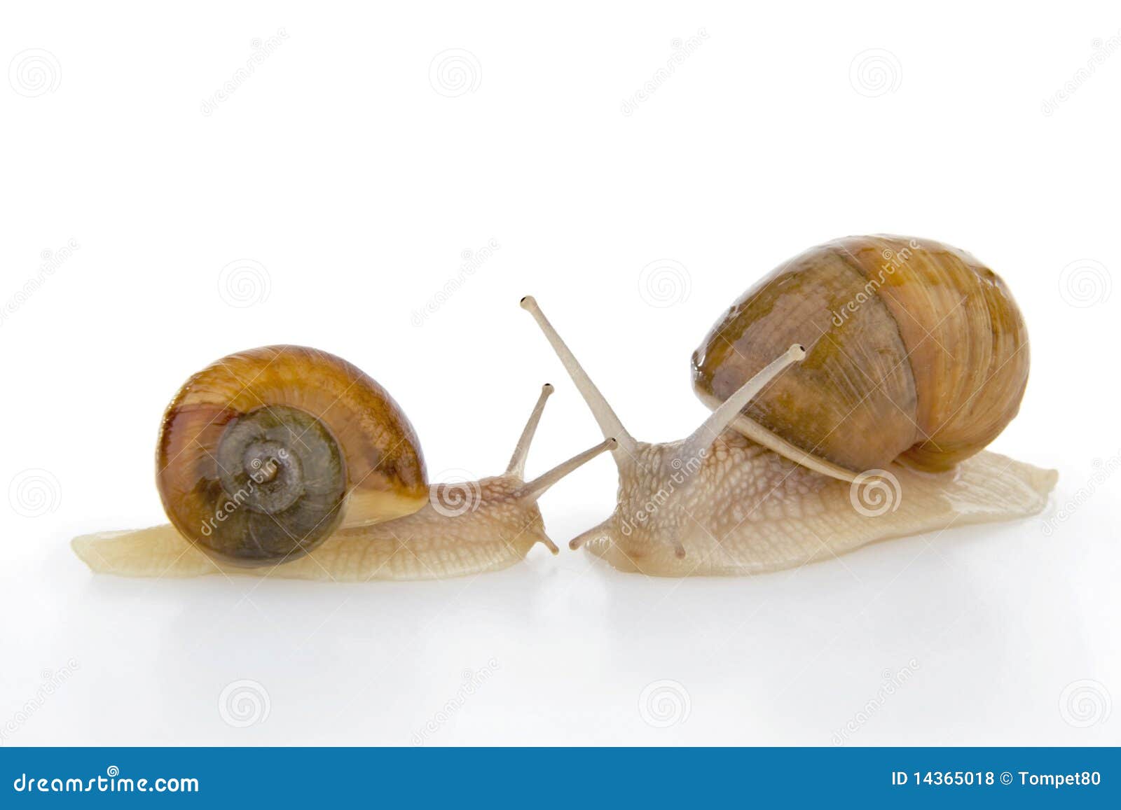 Two snail. stock photo. Image of invertebrate, gastropod - 14365018