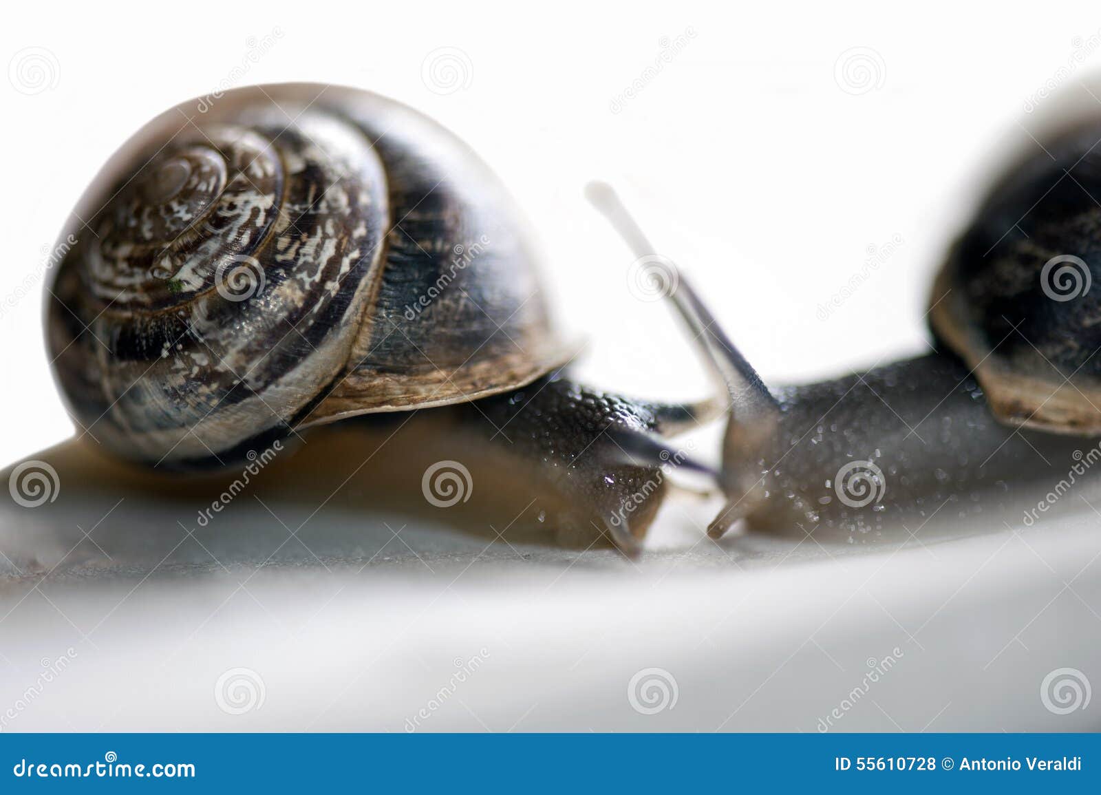 Two Snail stock photo. Image of spiral, mating, snail - 55610728