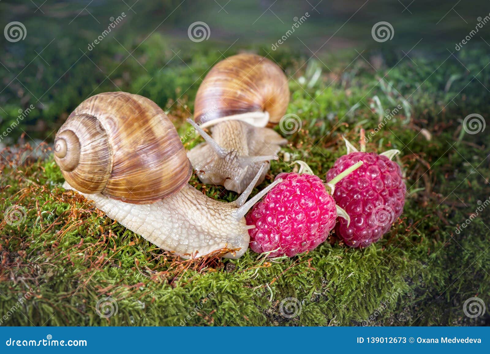 Two Snail Crawling on the Moss and Raspberries in the Forest Stock ...