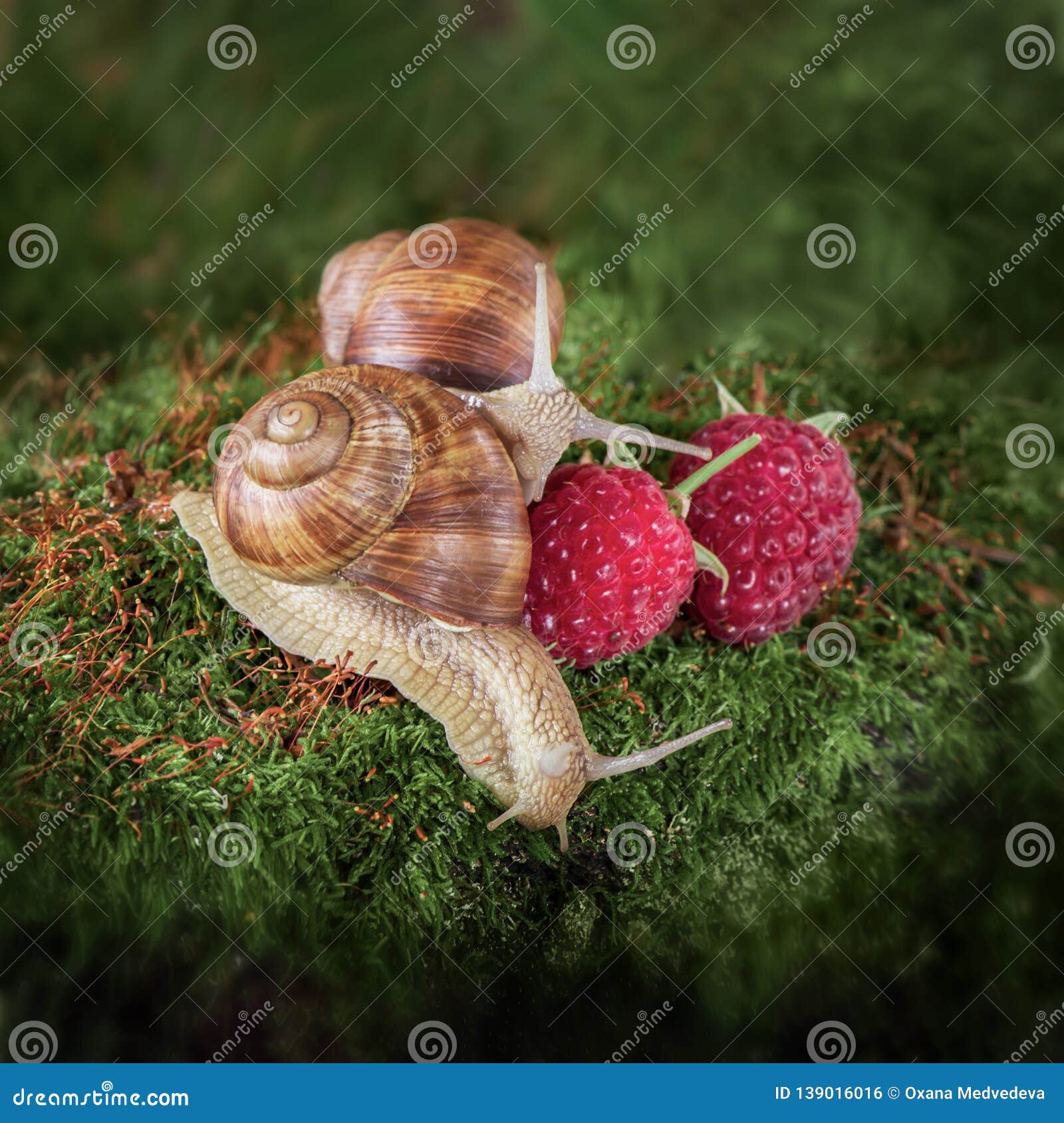 Two Snail Crawling on the Moss and Raspberries in the Forest Stock ...