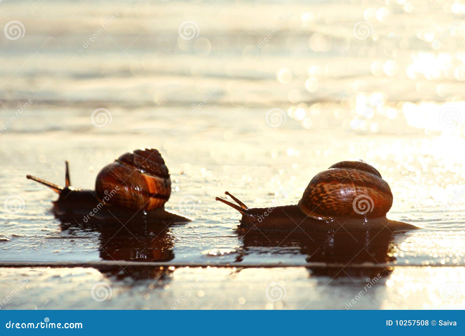 Two snails stock photo. Image of macro, competition, gooey - 10257508