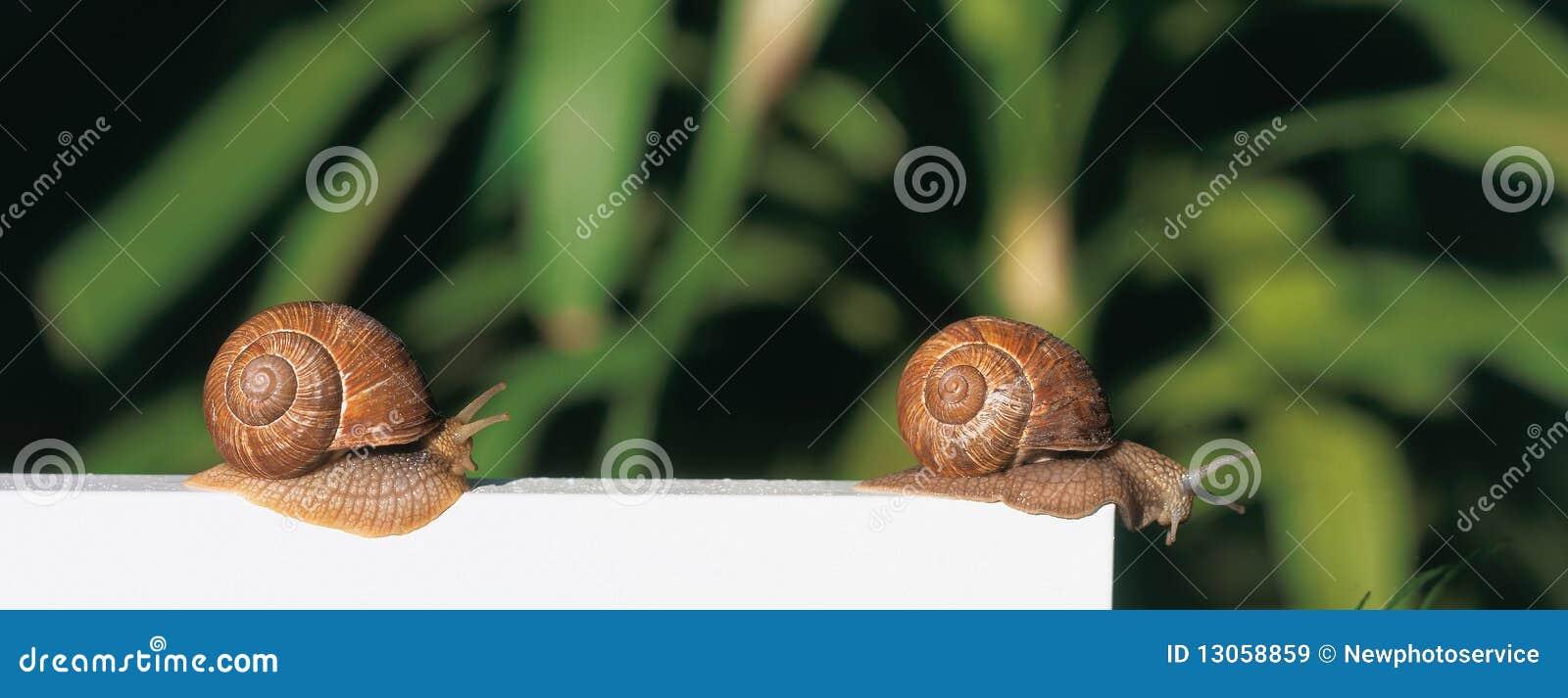 Two snails stock image. Image of creature, couple, concept - 13058859