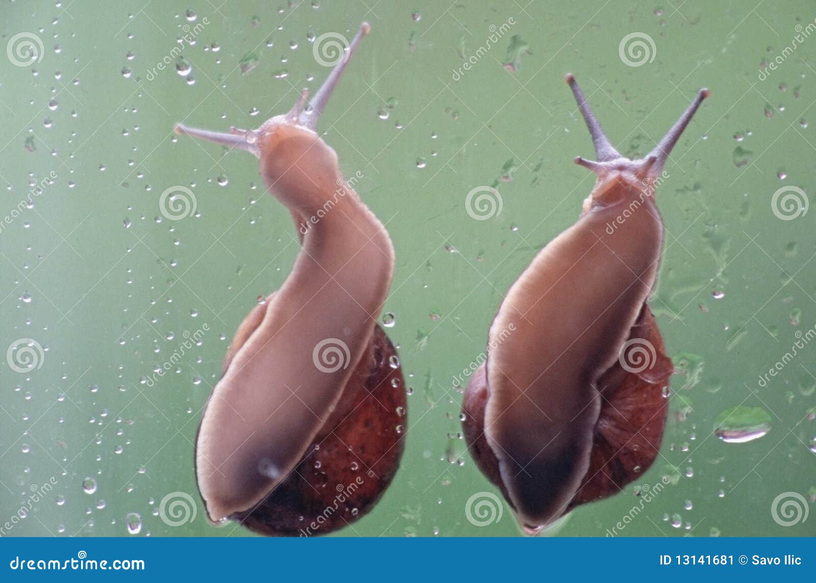 Two snails stock image. Image of green, wild, nature - 13141681
