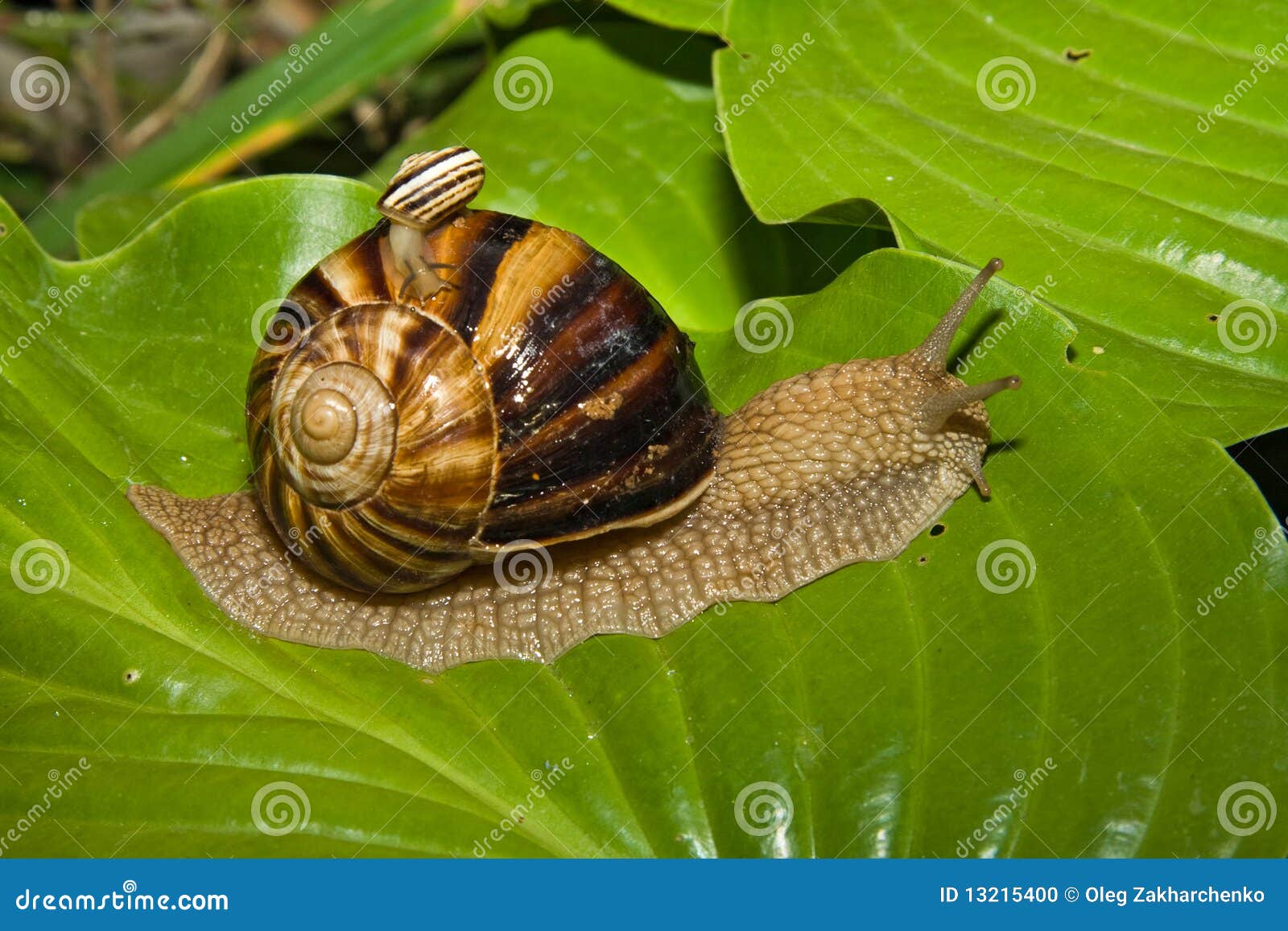 Snails Royalty-Free Stock Photography | CartoonDealer.com #43375205