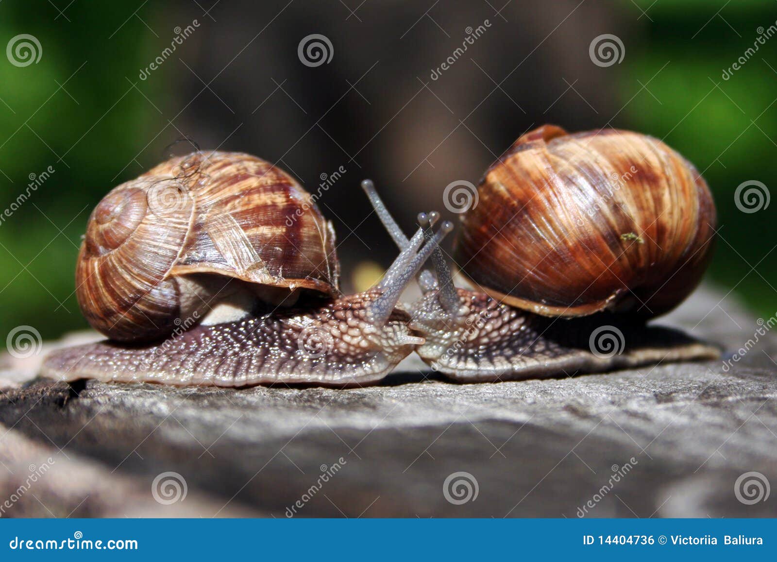 Two snails stock photo. Image of escargots, pair, kissing - 14404736