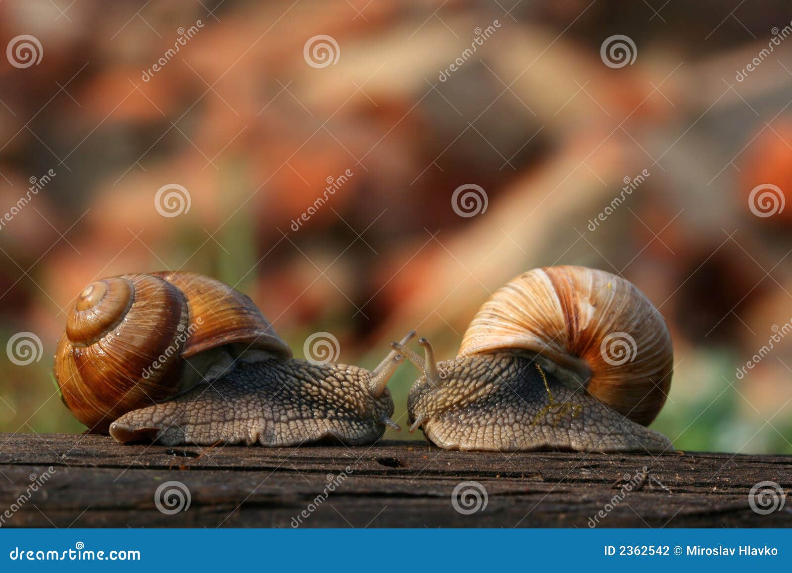 Two snails stock photo. Image of guck, creep, couple, slime - 2362542
