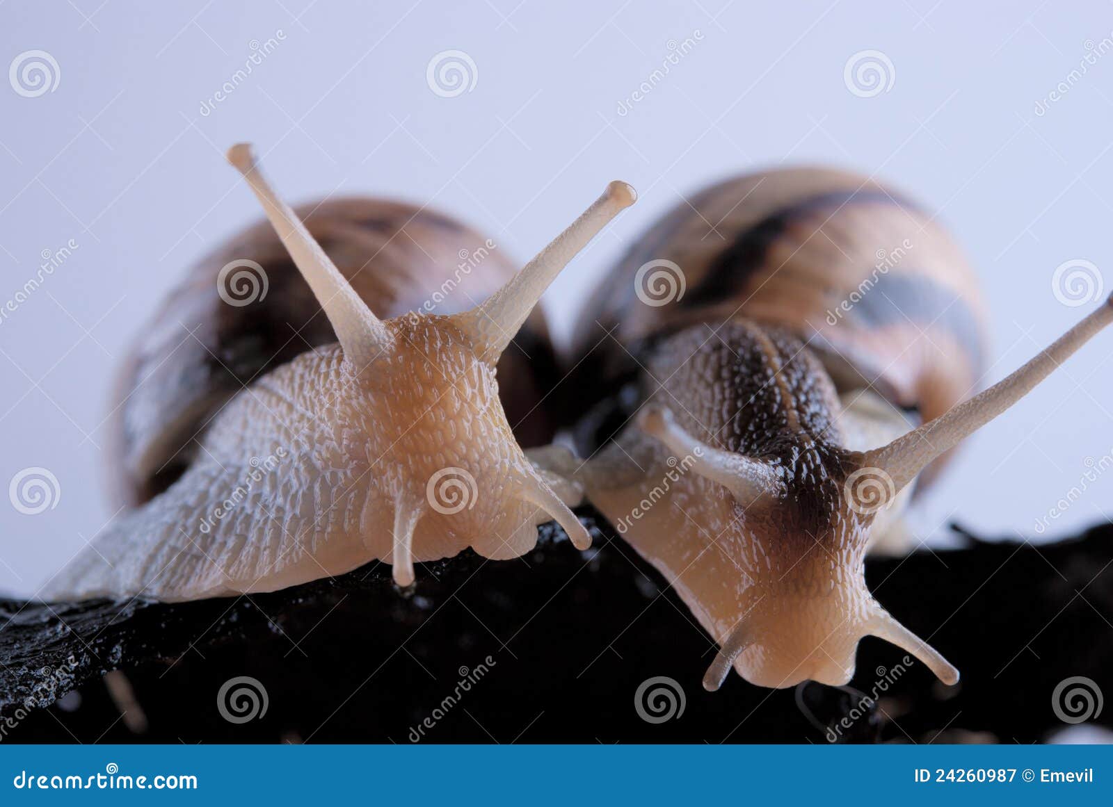 Two Snails. Royalty Free Stock Photography - Image: 24260987