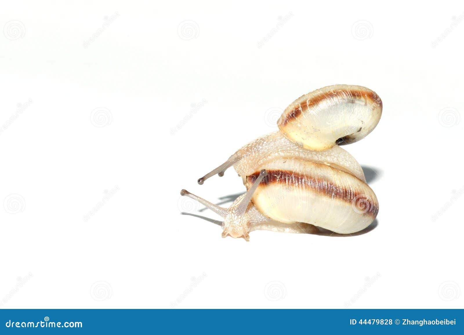Two snails stock photo. Image of eulota, shell, animal - 44479828