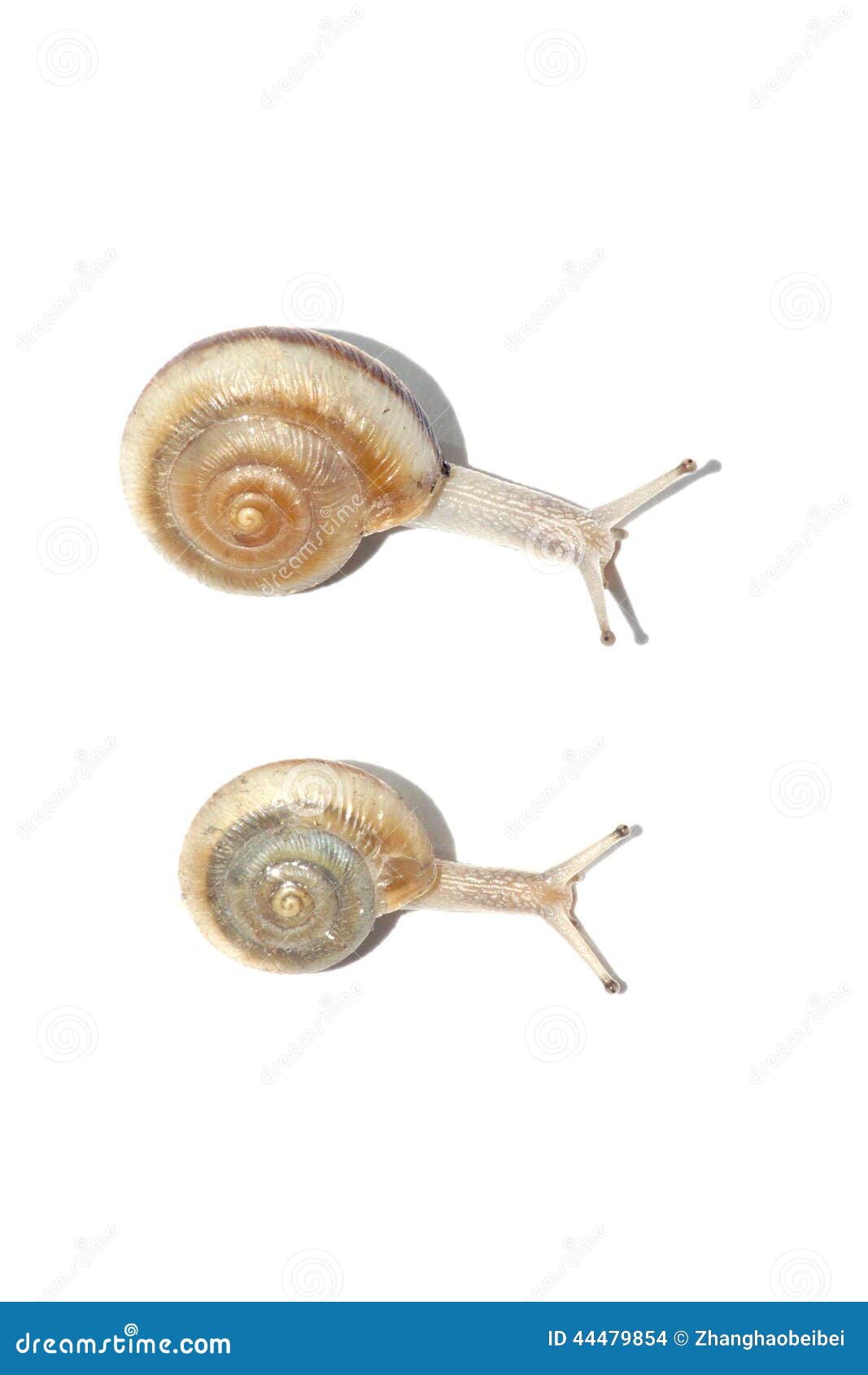 Two snails stock photo. Image of creep, white, mollusc - 44479854