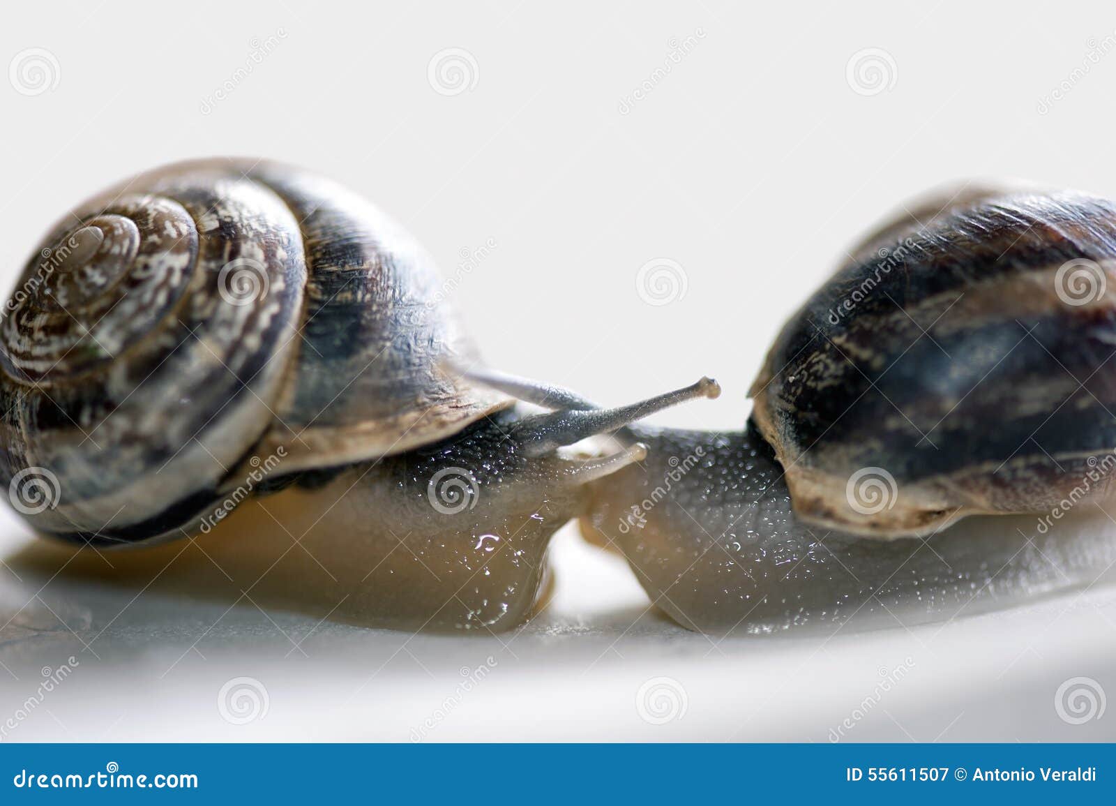 Two snails stock image. Image of mating, antennae, animal - 55611507
