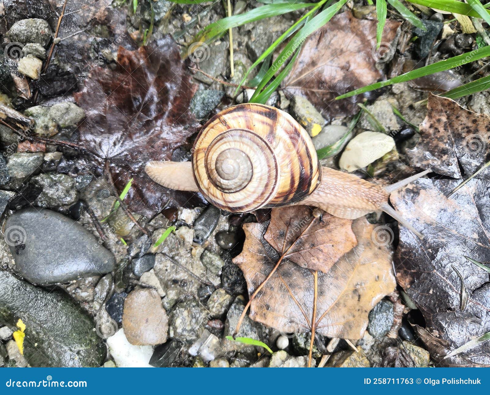Two Snails Crawl on Wet Ground Stock Image - Image of leaf, plant ...