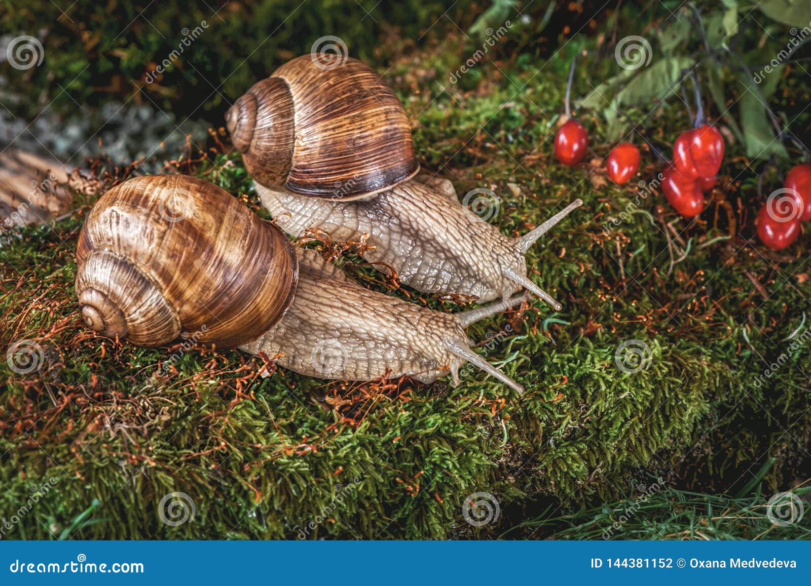 Two Snails Crawling on the Moss among the Berries in the Forest Stock ...