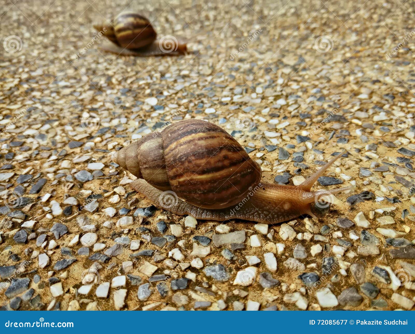 Two Snails Crawling Slowly on the Rocky Floor Stock Image - Image of ...