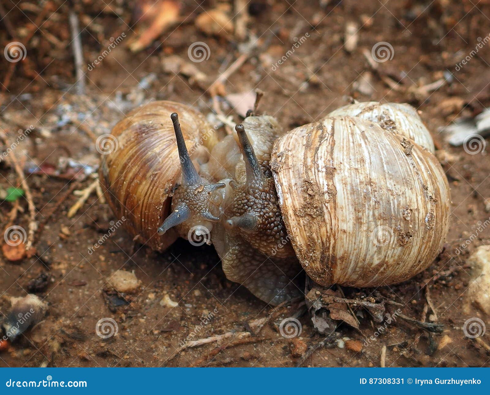 Two Snails Cuddling Looking at Each Other Stock Image - Image of ...