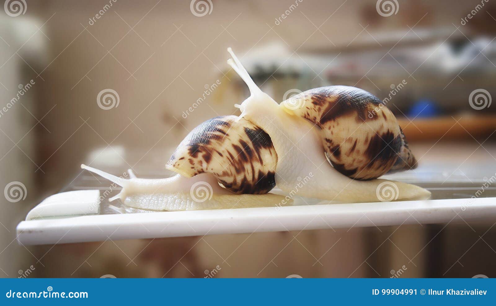 Two snails stock image. Image of fulica, cochlea, otherlissachatina ...