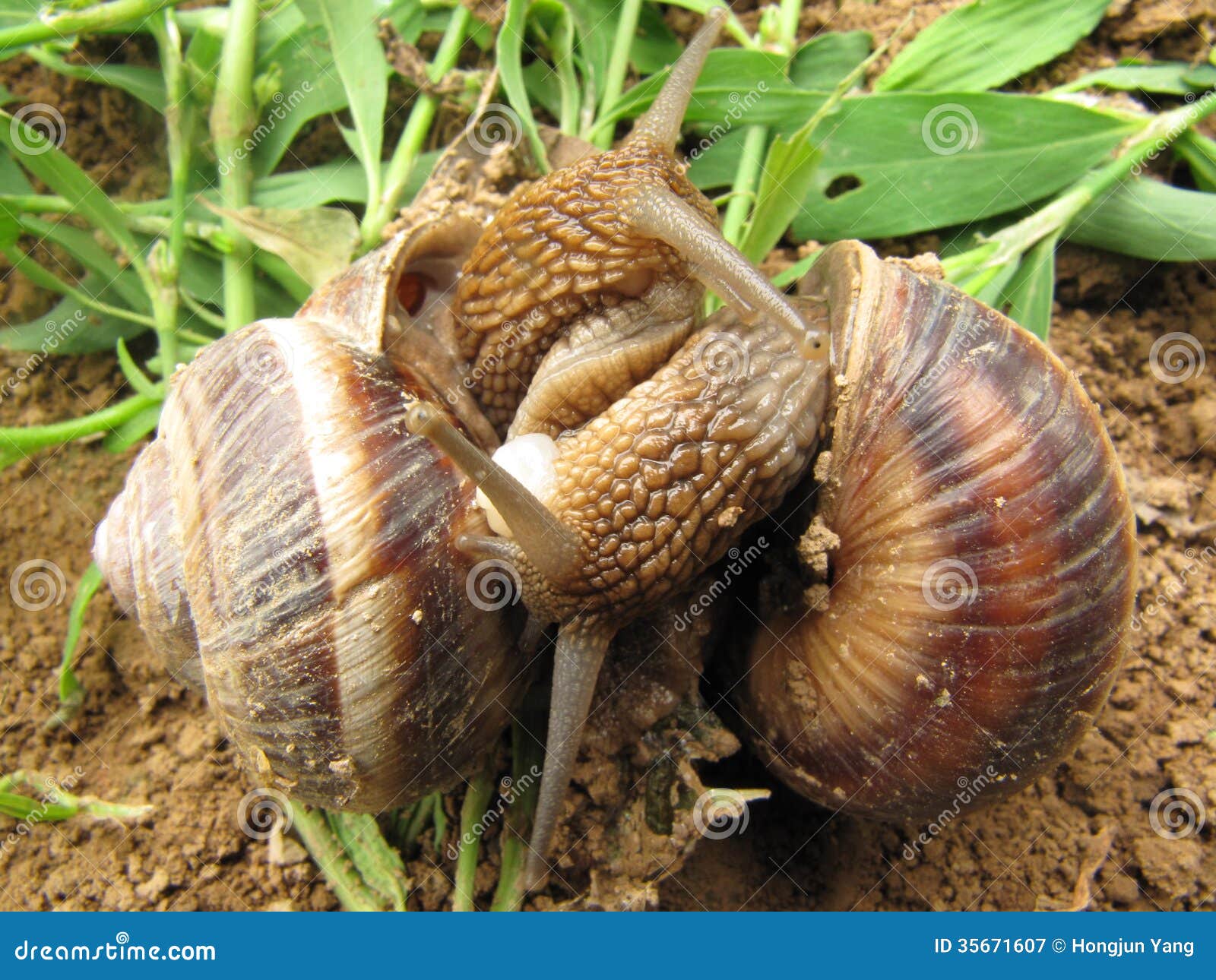 Two snails stock image. Image of snails, case, garden - 35671607