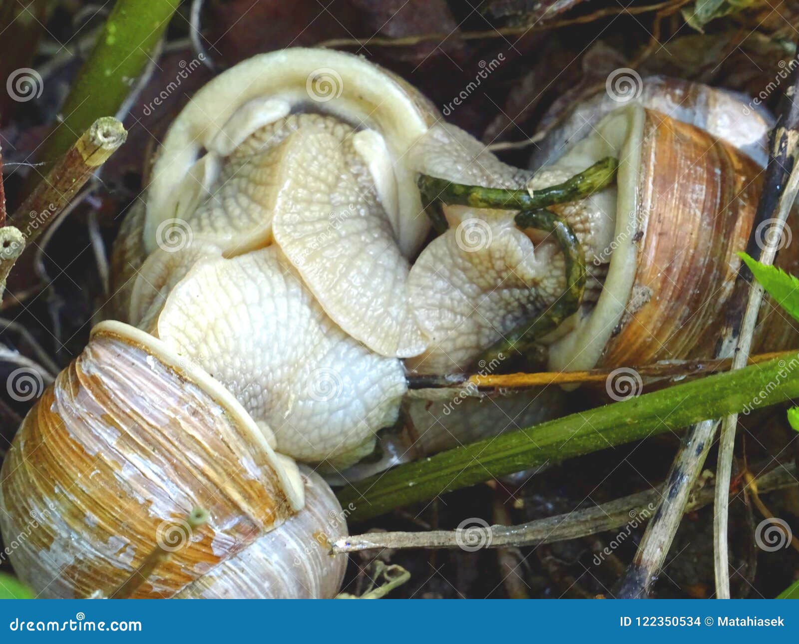 Two Snails and Feces in the Garden Stock Photo - Image of gastropods ...