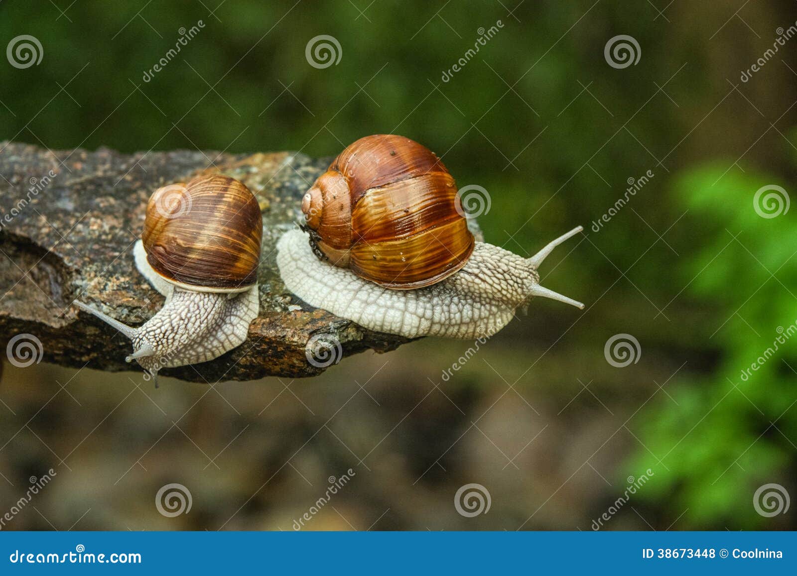Two snails in a forest stock photo. Image of idiom, gourmet - 38673448
