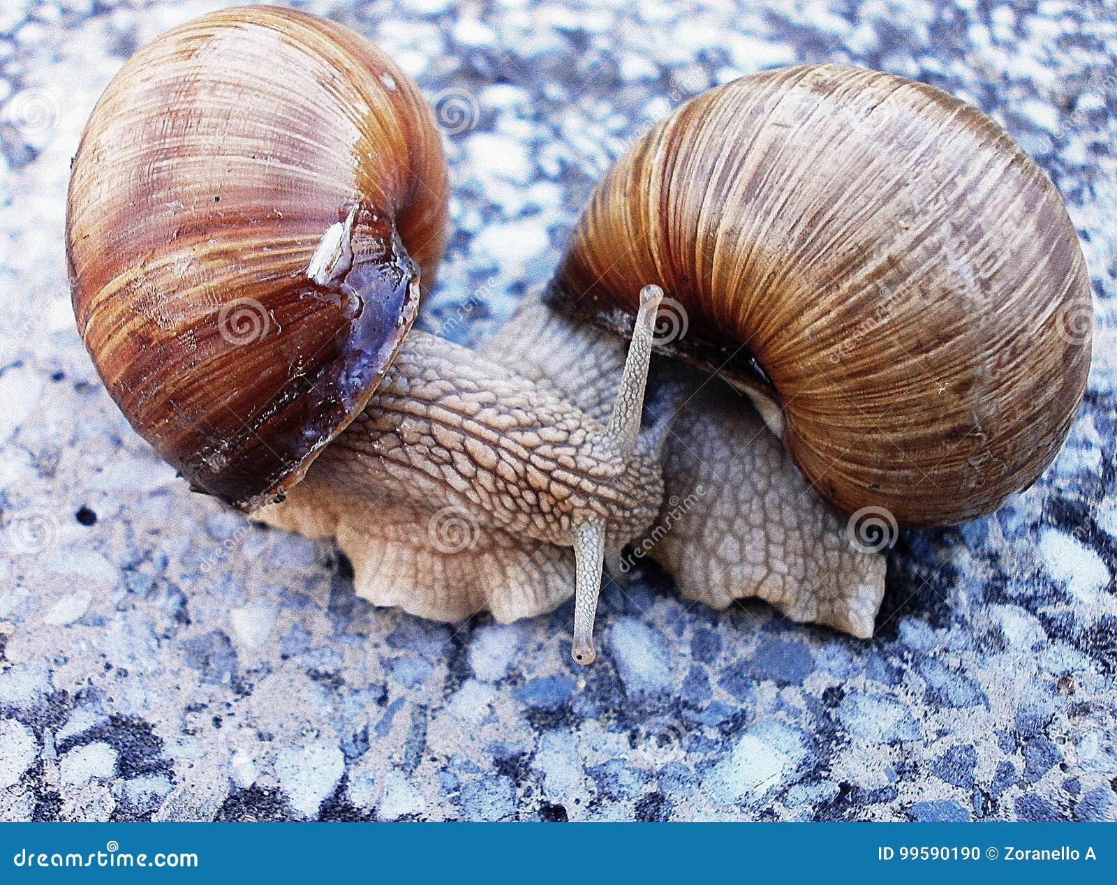 Two snails in the game stock photo. Image of salad, amphibians - 99590190