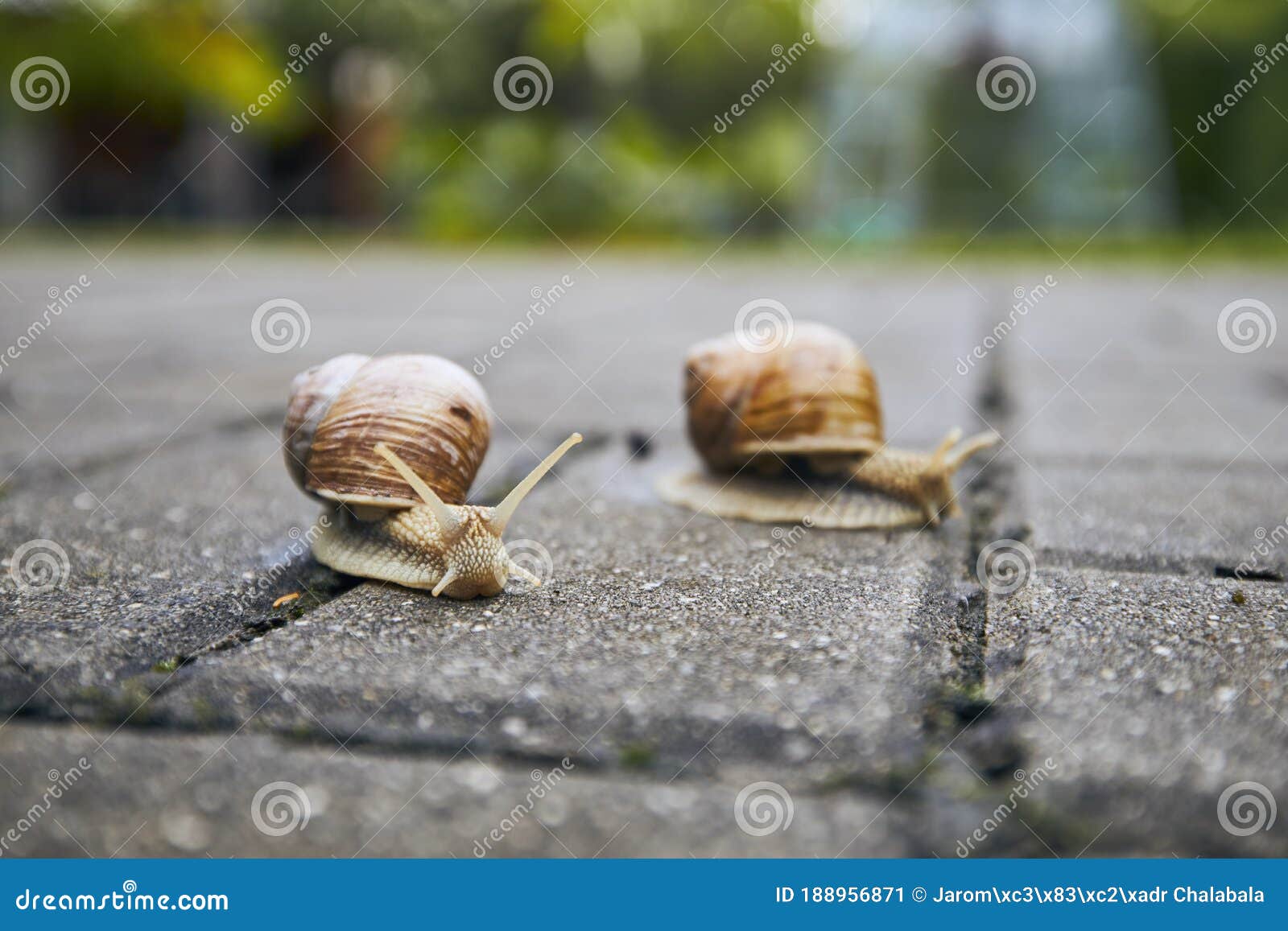 Two snails in garden stock image. Image of closeup, slow - 188956871