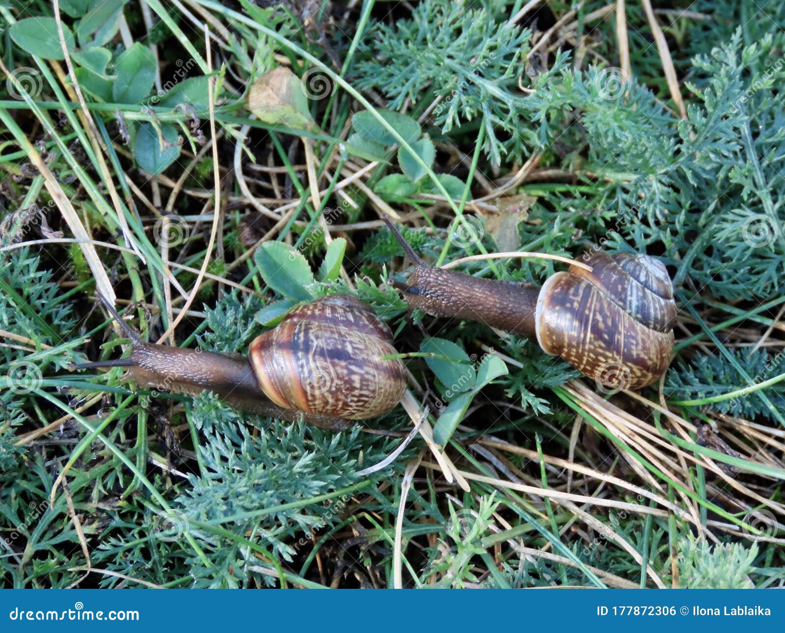 Two snails in grass stock photo. Image of animal, ground - 177872306