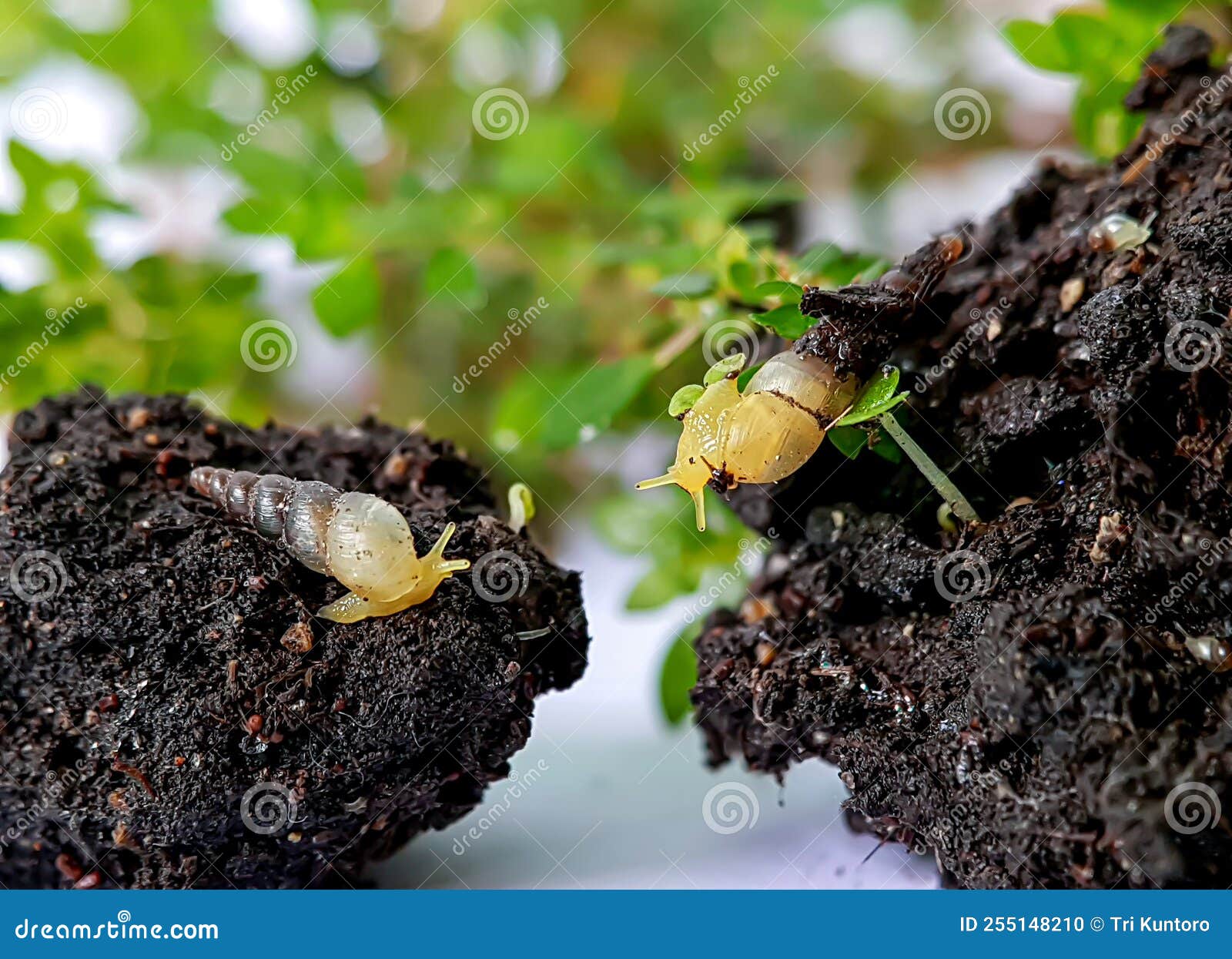 Two snails on the ground. stock photo. Image of ground - 255148210