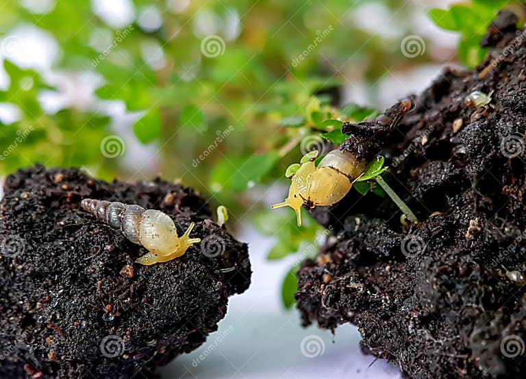 Two snails on the ground. stock photo. Image of ground - 255148210