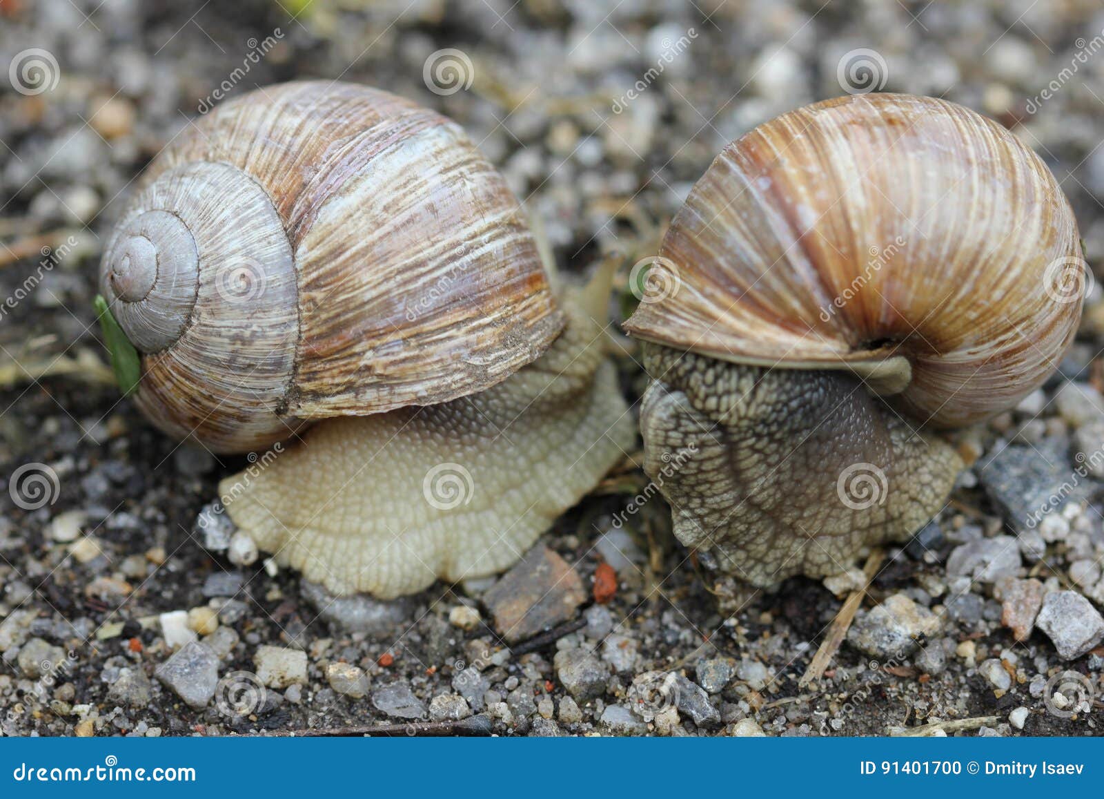 Two Snails on the Ground 7830 Stock Photo - Image of crawls, gastropod ...
